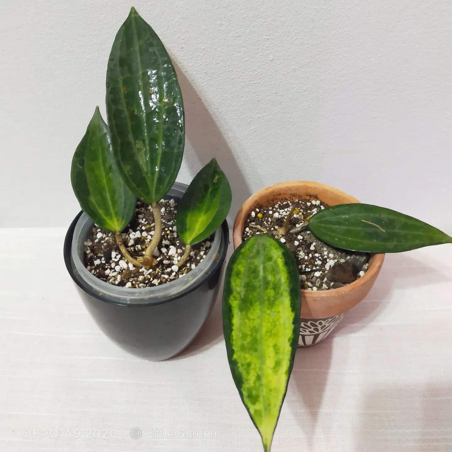 Hoya Macrophylla Care + Growing Guide! | Plantcarefully