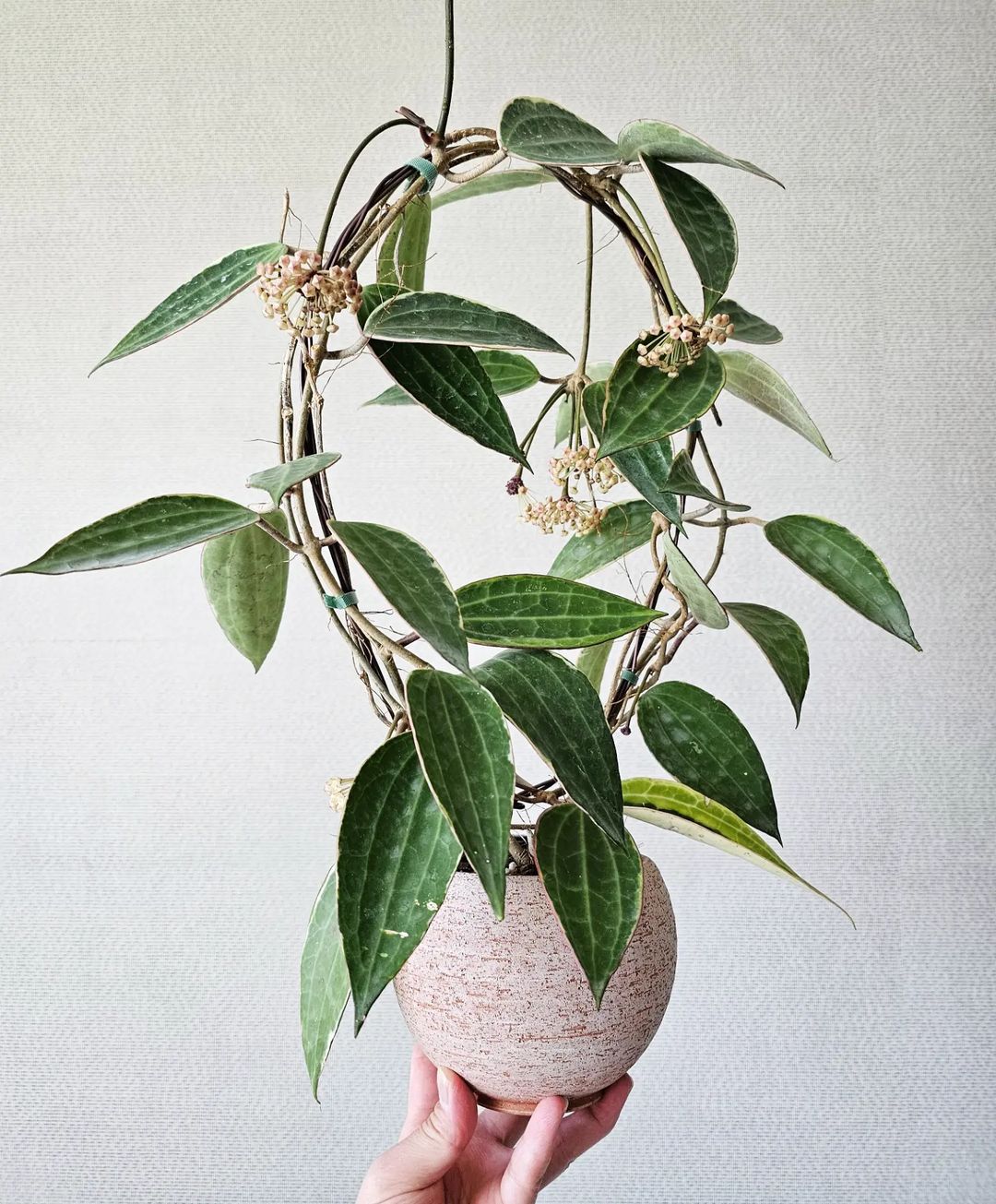 Hoya Macrophylla Care + Growing Guide! | Plantcarefully