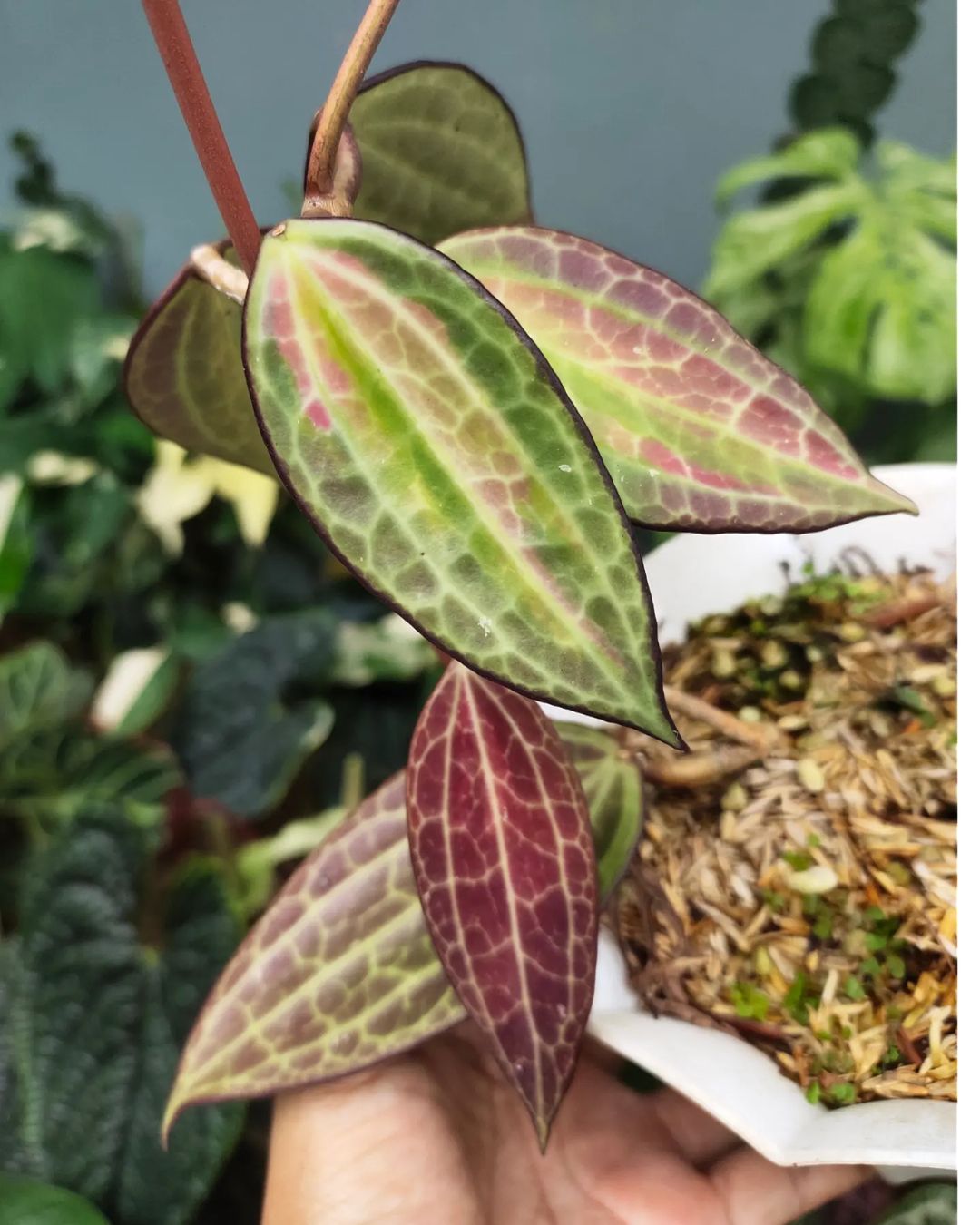 Hoya Macrophylla Care + Growing Guide! | Plantcarefully