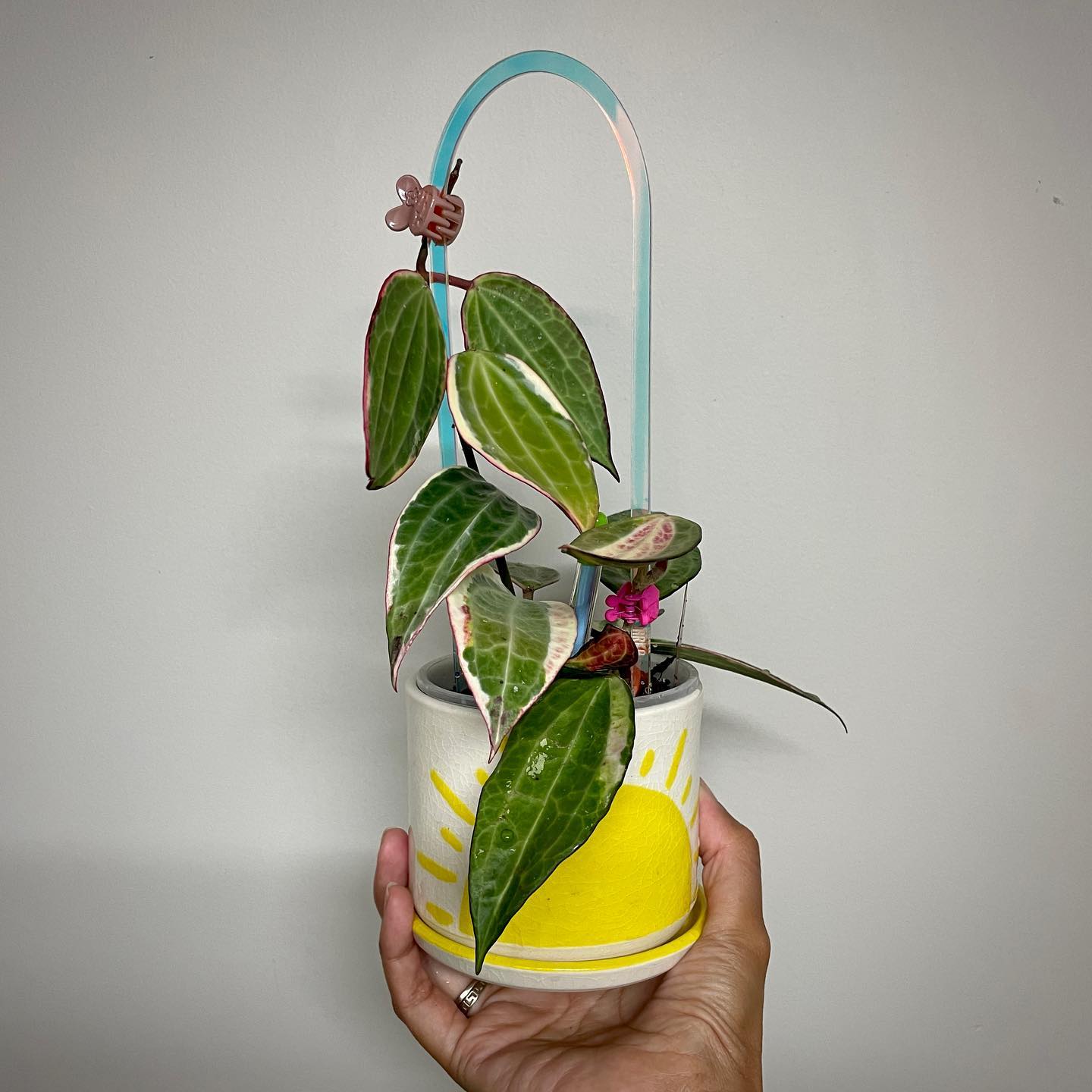 Hoya Macrophylla Care + Growing Guide! | Plantcarefully