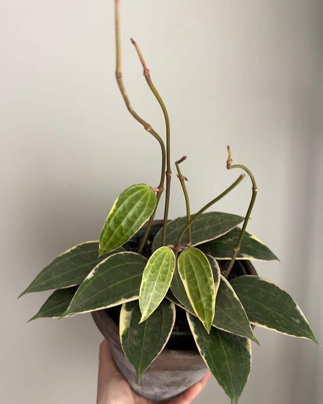 Hoya Macrophylla Care + Growing Guide! | Plantcarefully