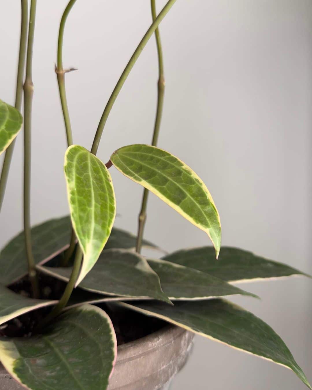 Hoya Macrophylla Care + Growing Guide! | Plantcarefully