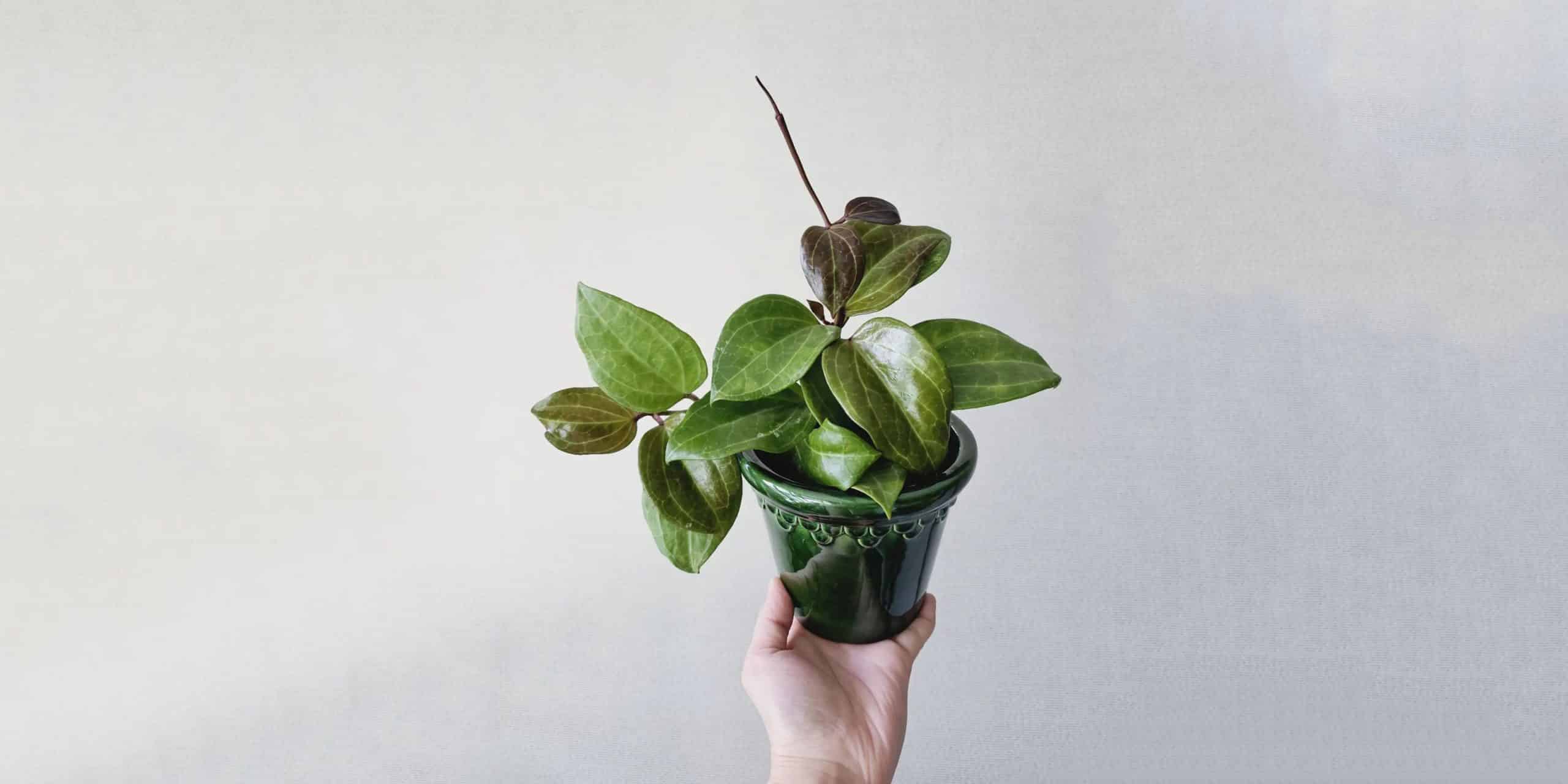 Hoya Macrophylla Care + Growing Guide! | Plantcarefully