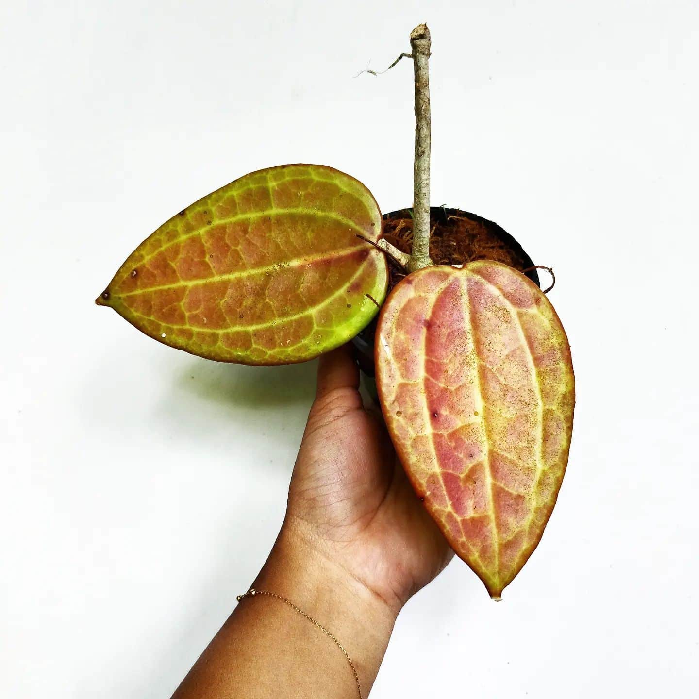Hoya Macrophylla Care + Growing Guide! | Plantcarefully