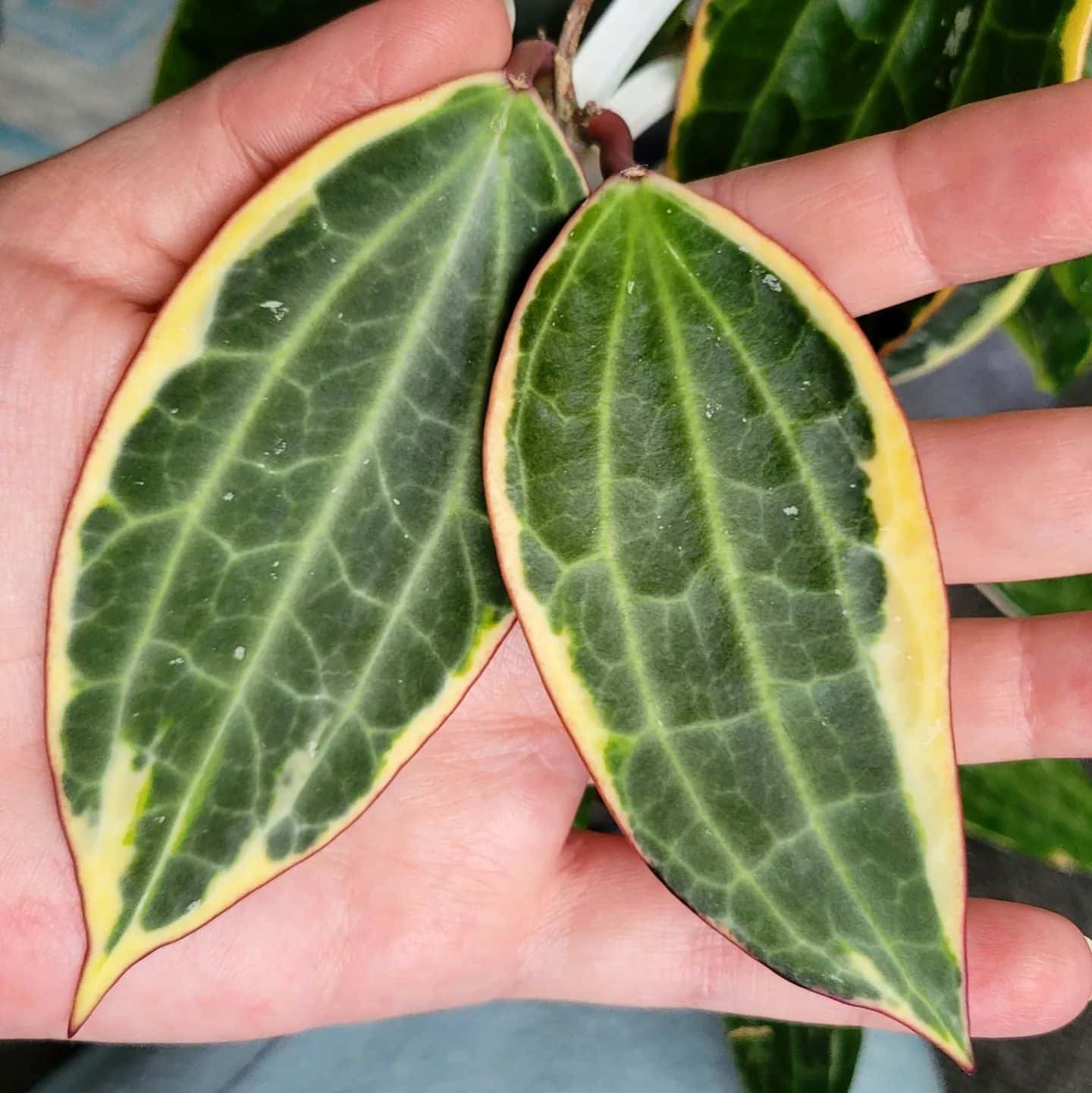 Hoya Macrophylla Care + Growing Guide! | Plantcarefully