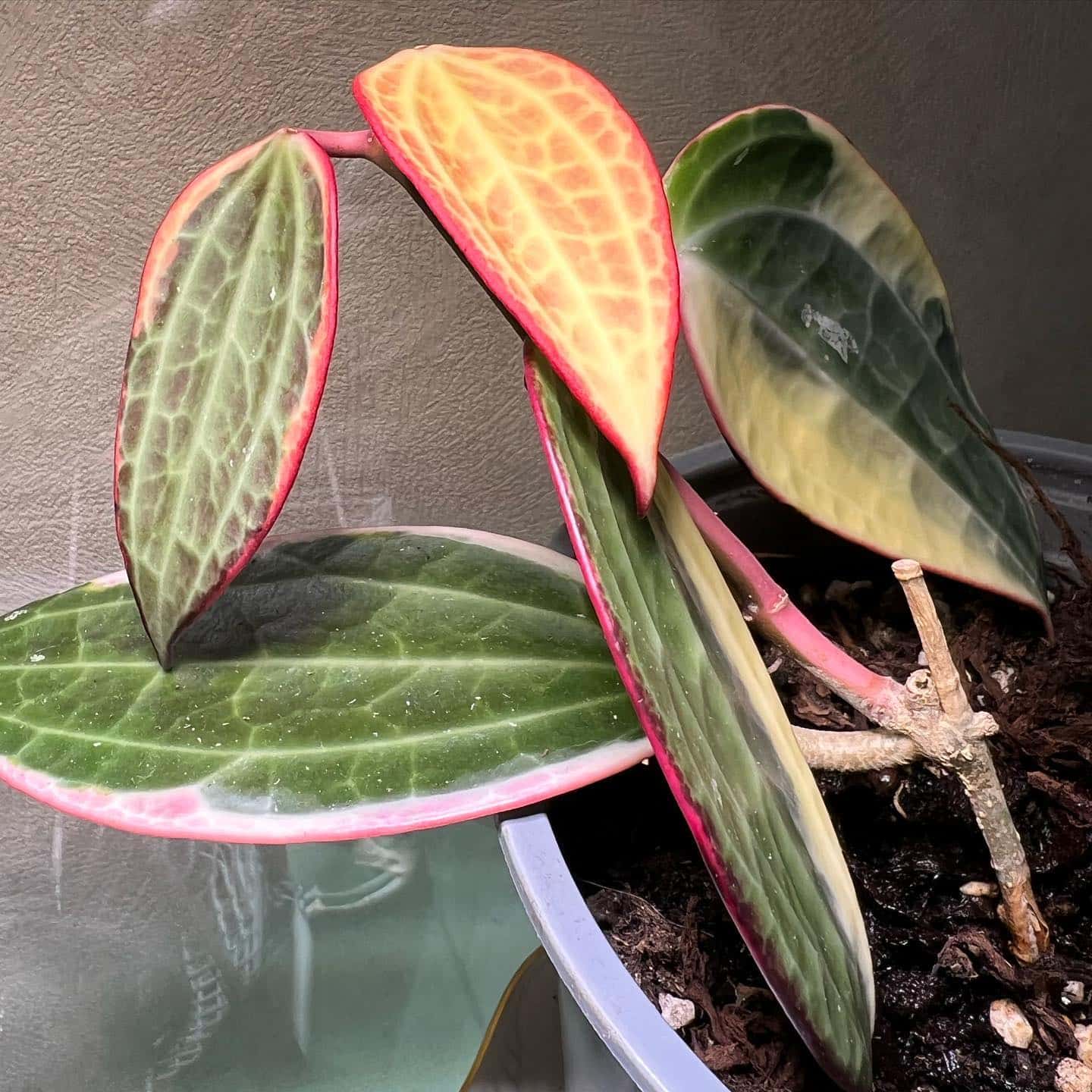 Hoya Macrophylla Care + Growing Guide! | Plantcarefully