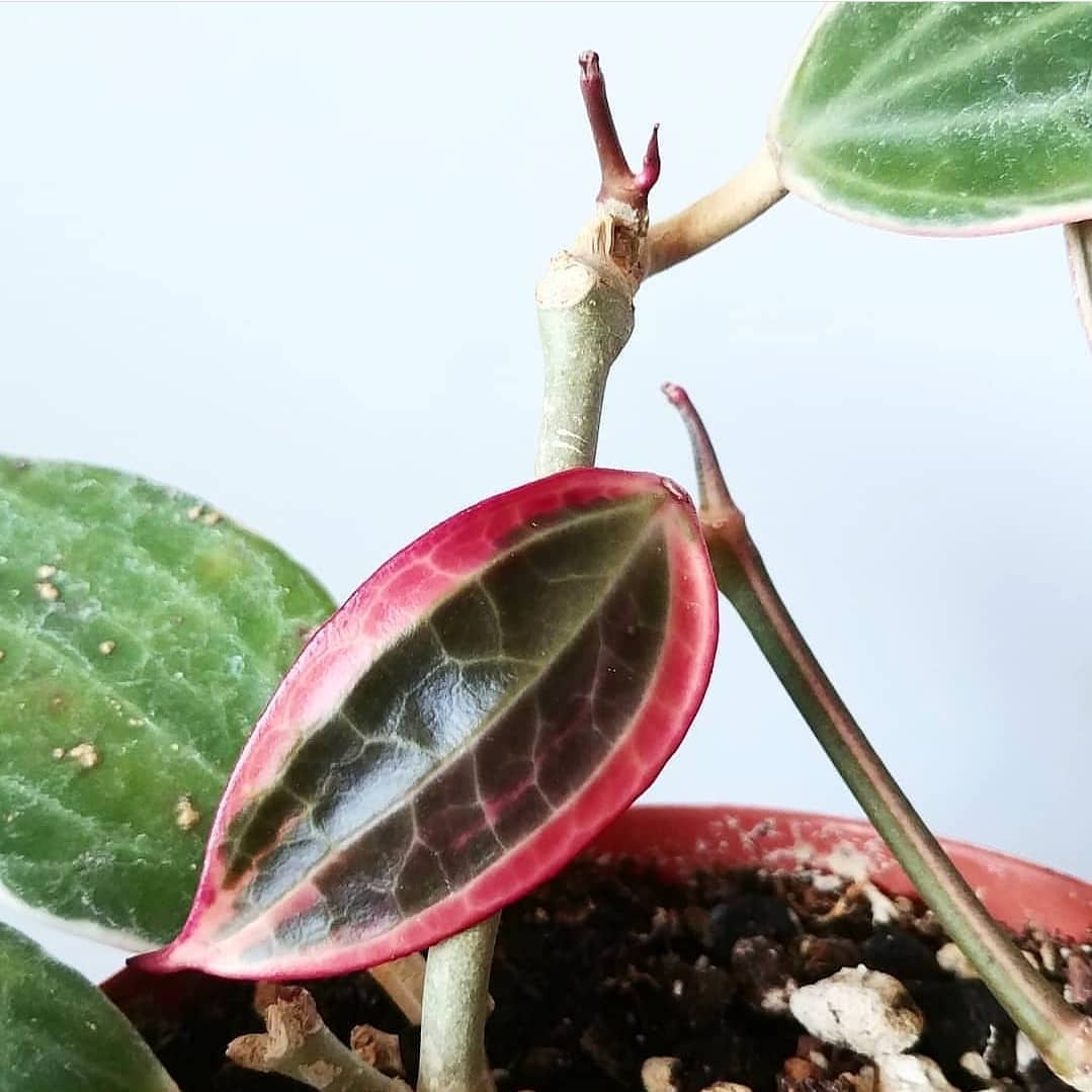 Hoya Macrophylla Care + Growing Guide! | Plantcarefully