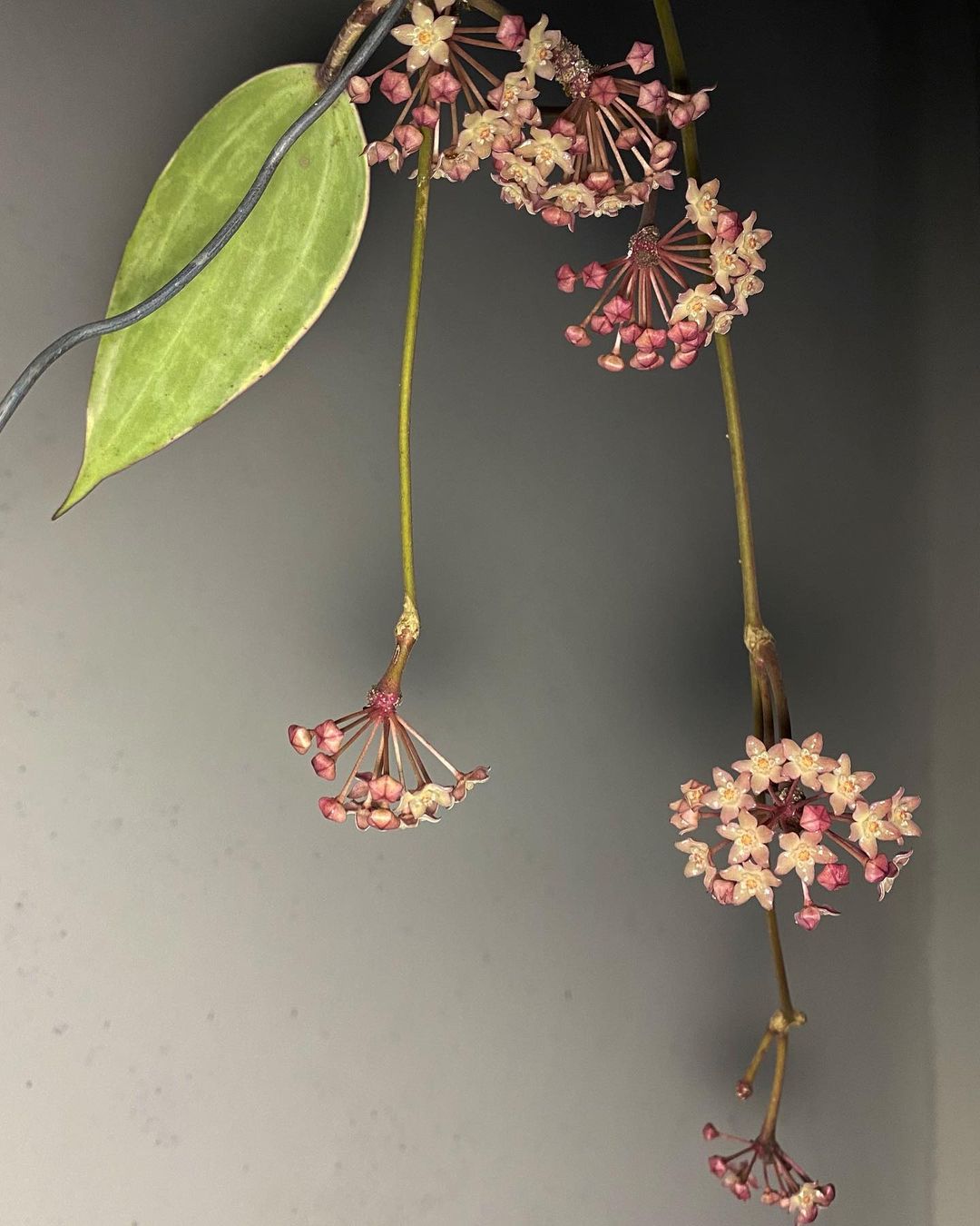 Hoya Macrophylla Care + Growing Guide! | Plantcarefully