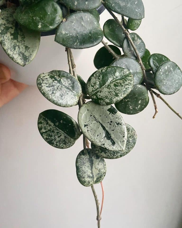 Hoya Mathilde Care and Growing Guide | Plantcarefully