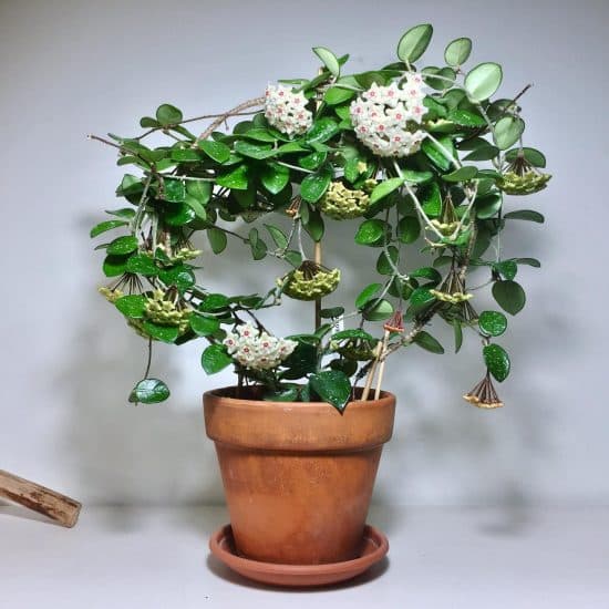 Hoya Mathilde Care and Growing Guide | Plantcarefully