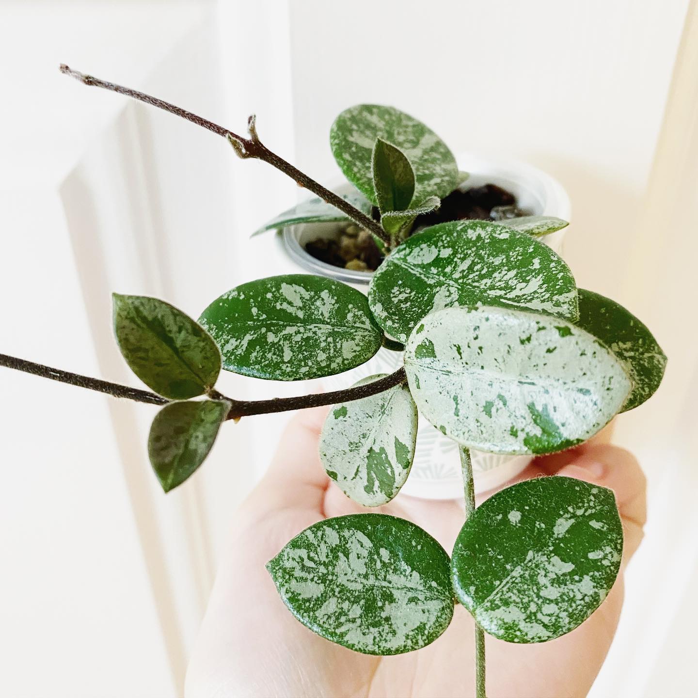 Hoya Mathilde Care and Growing Guide | Plantcarefully