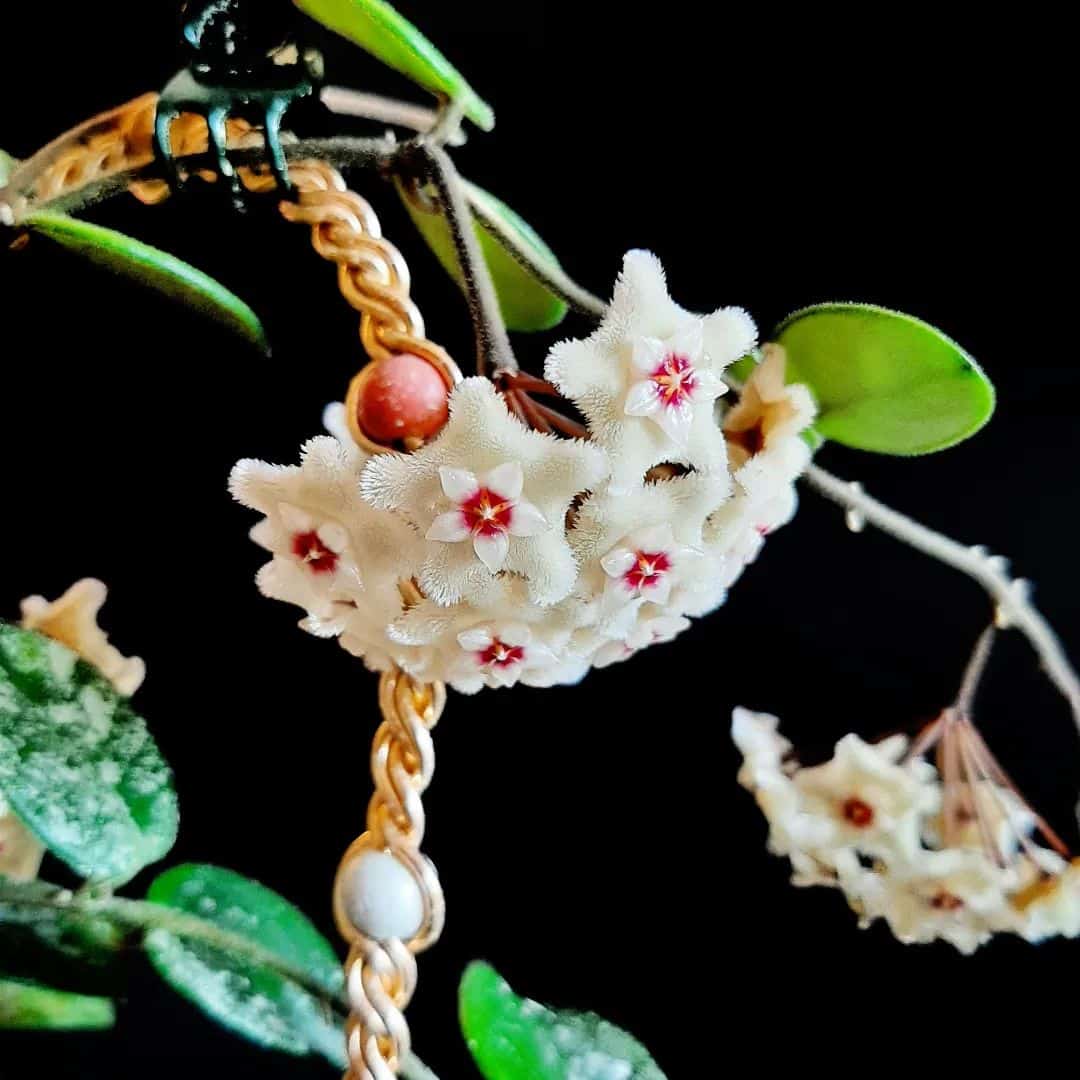 Hoya Mathilde Care and Growing Guide | Plantcarefully