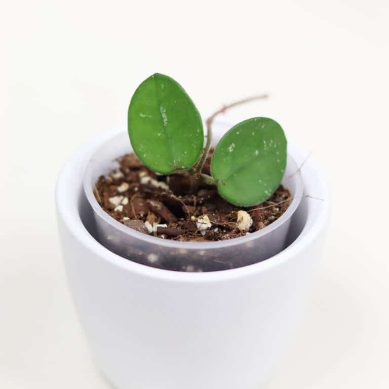 Hoya Mathilde Care and Growing Guide | Plantcarefully