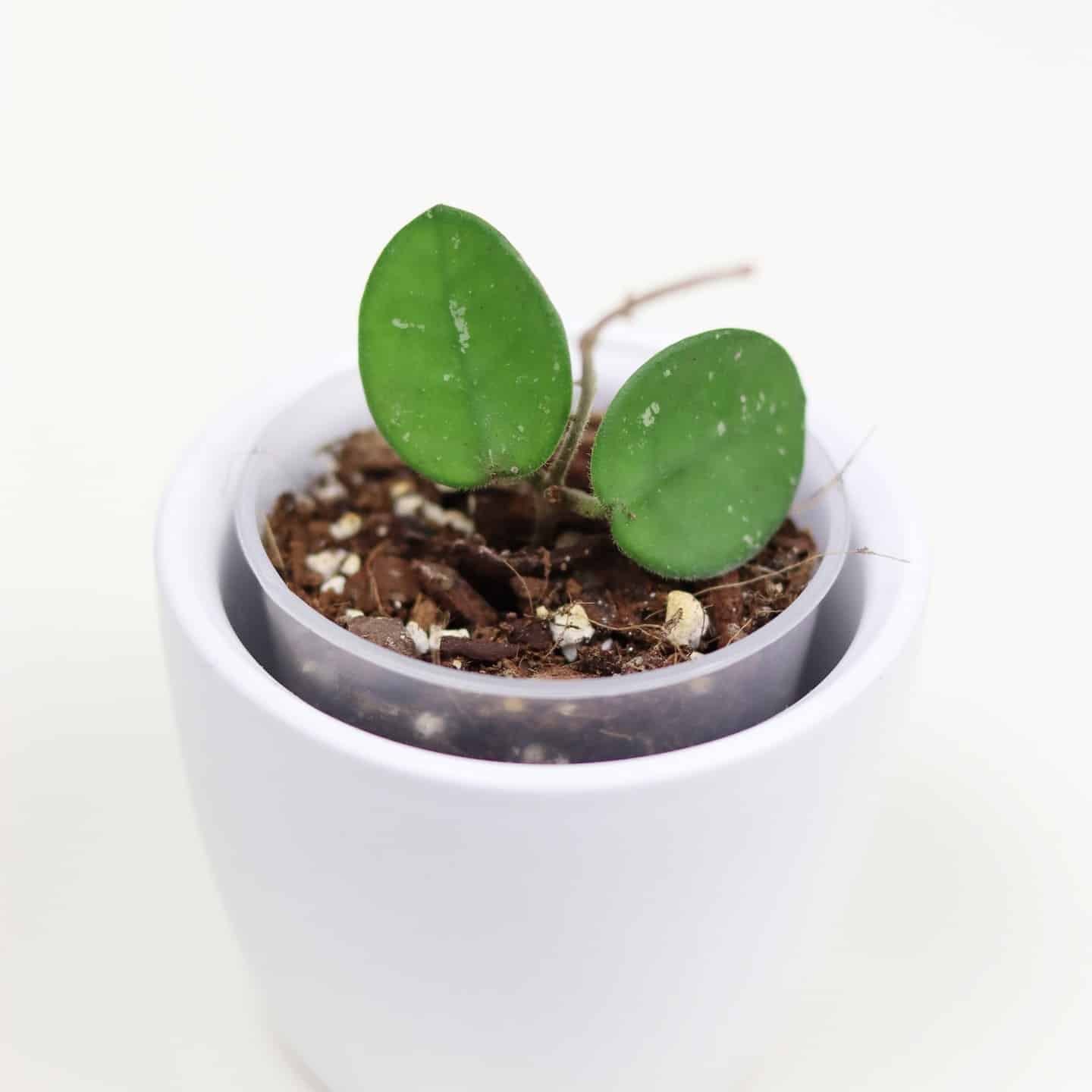 Hoya Mathilde Care and Growing Guide | Plantcarefully