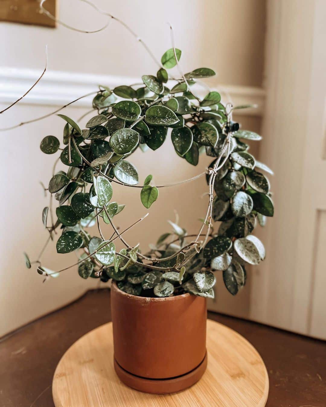 Hoya Mathilde Care and Growing Guide | Plantcarefully