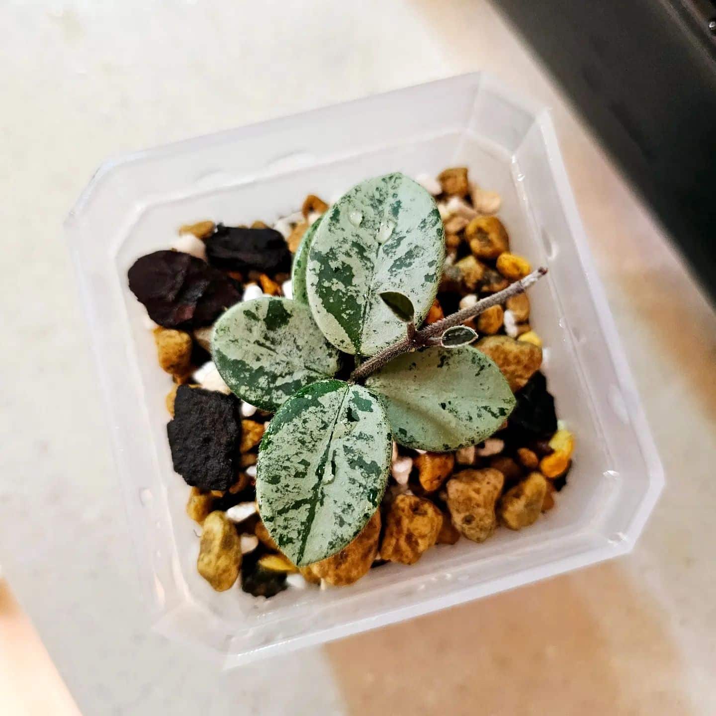 Hoya Mathilde Care and Growing Guide | Plantcarefully