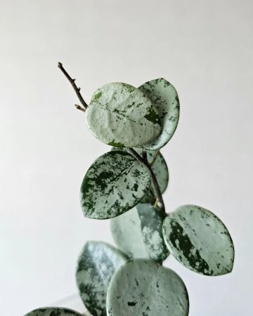 Hoya Mathilde Care and Growing Guide | Plantcarefully