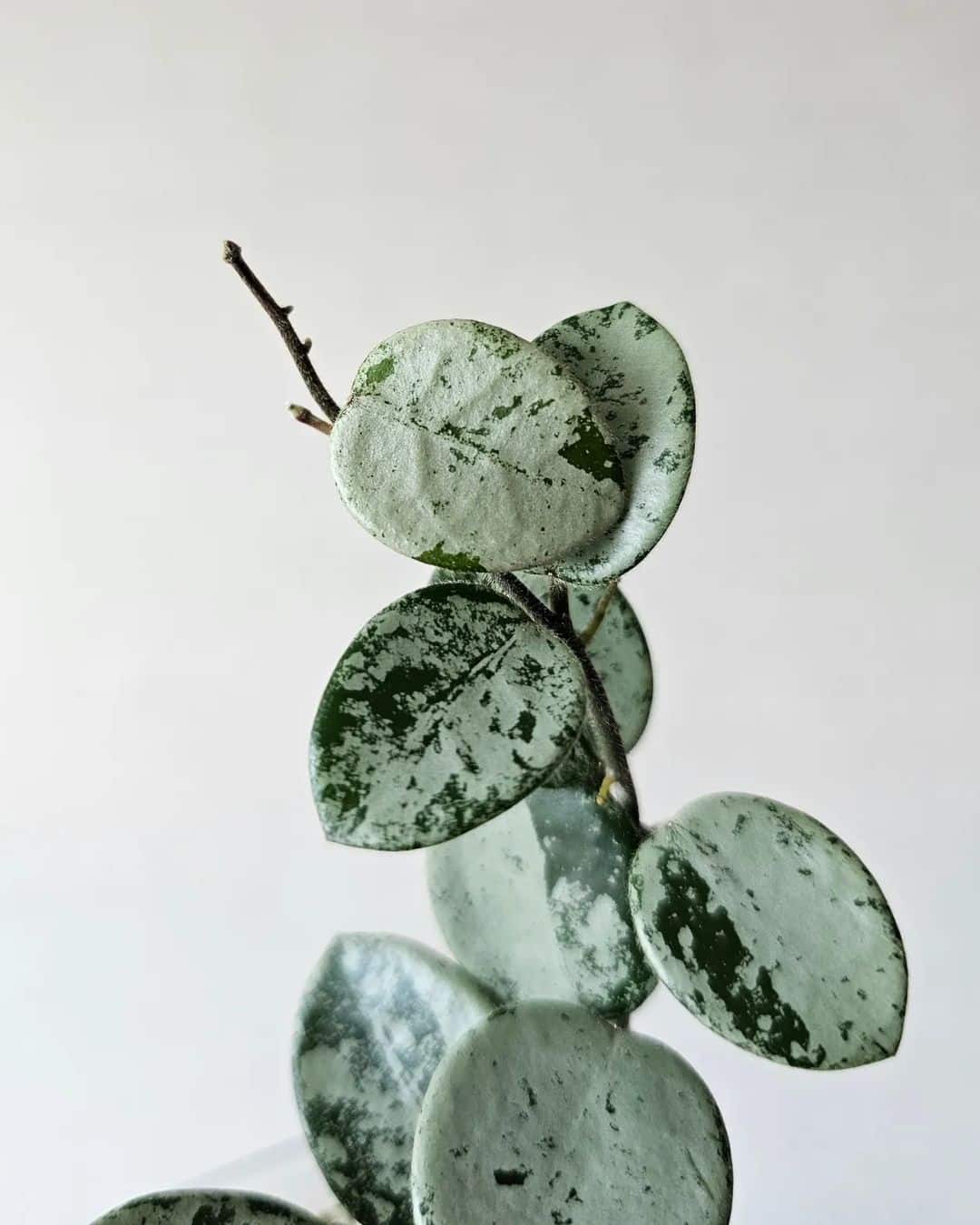 Hoya Mathilde Care and Growing Guide | Plantcarefully