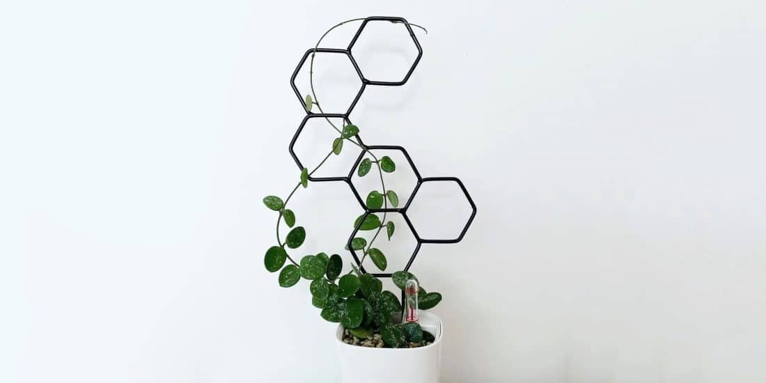 Hoya Mathilde Care and Growing Guide | Plantcarefully