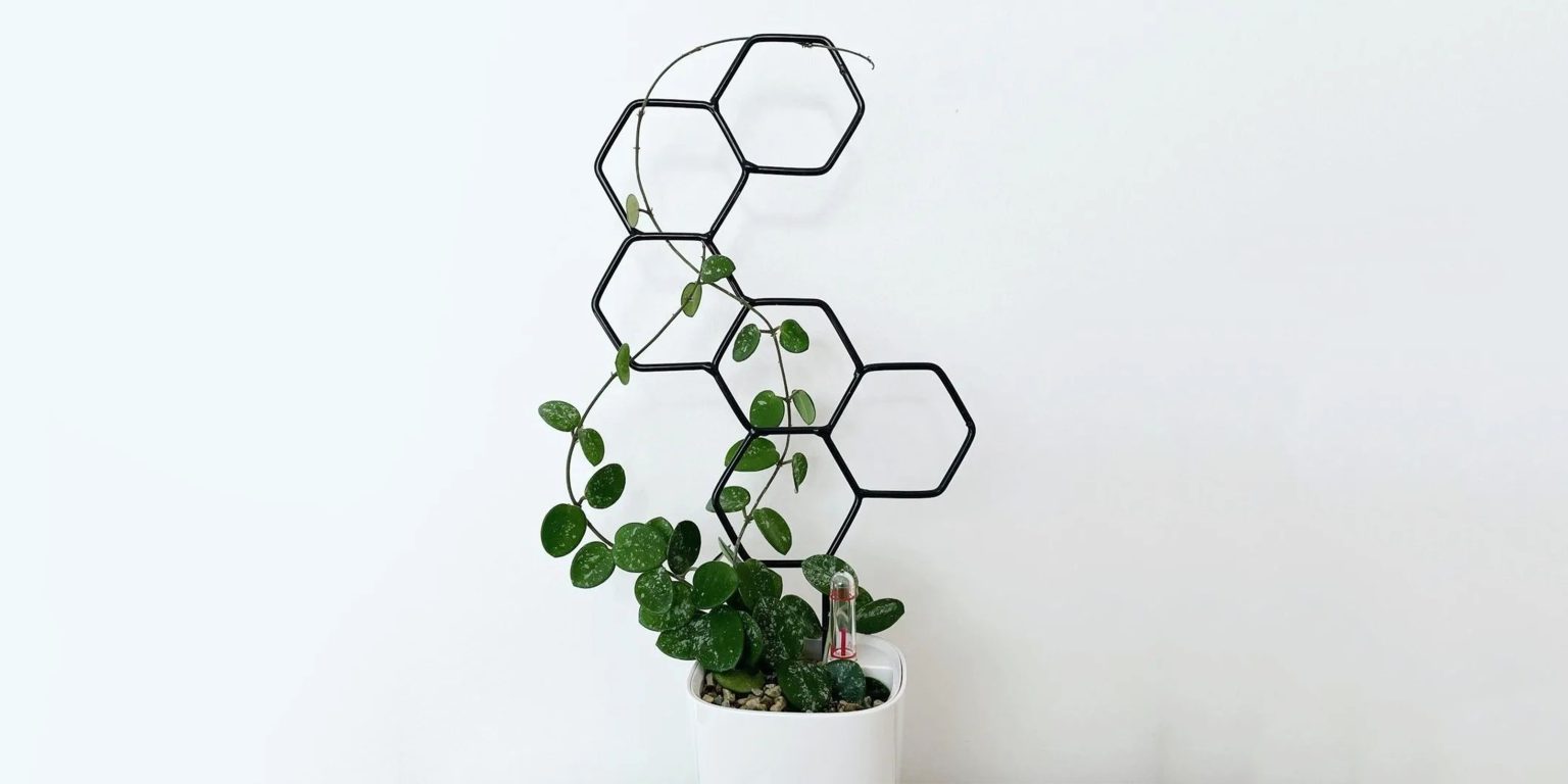 Hoya Mathilde Care and Growing Guide | Plantcarefully