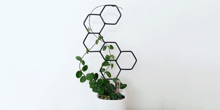 Hoya Mathilde Care and Growing Guide | Plantcarefully