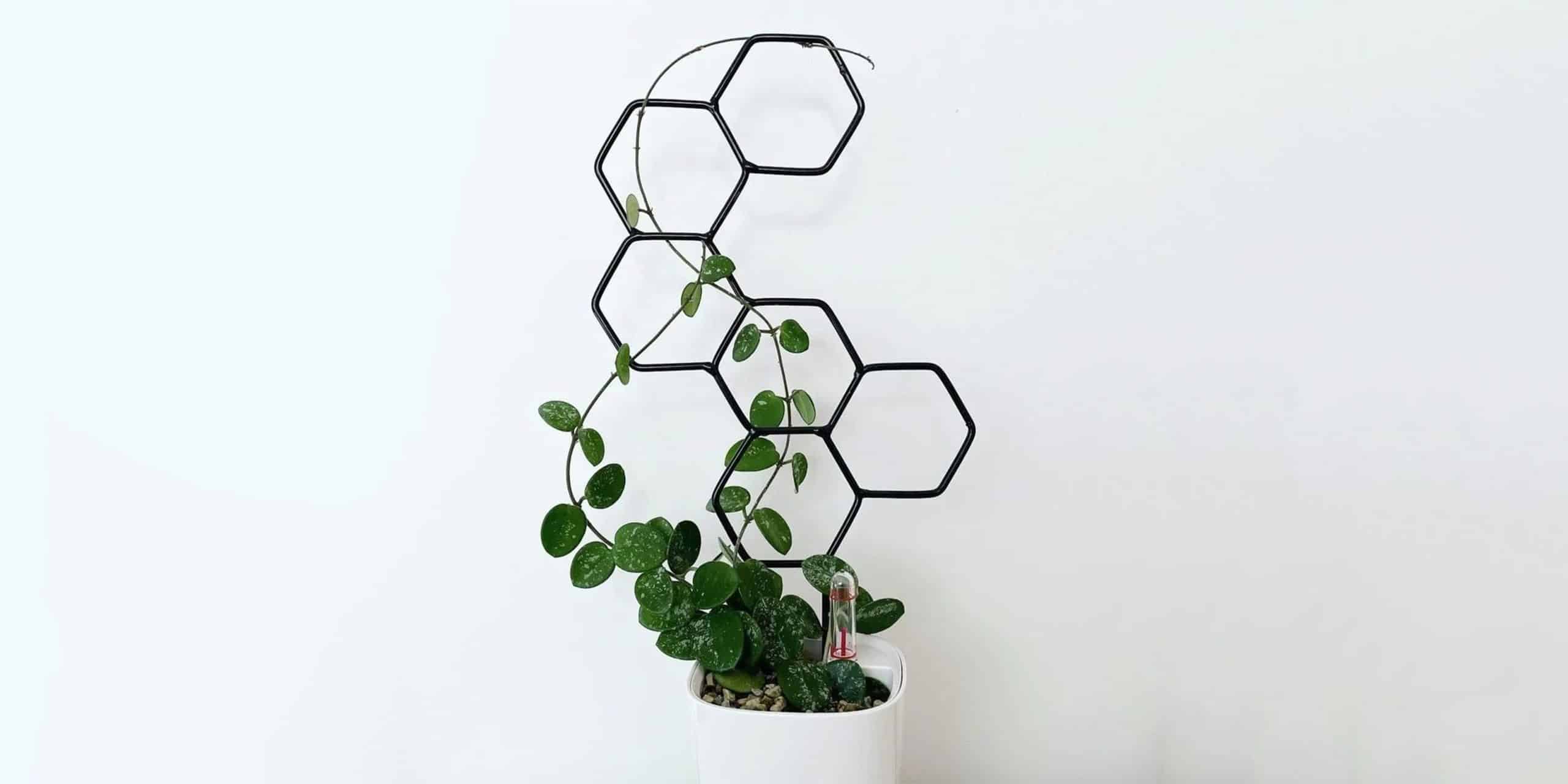 Hoya Mathilde Care and Growing Guide | Plantcarefully