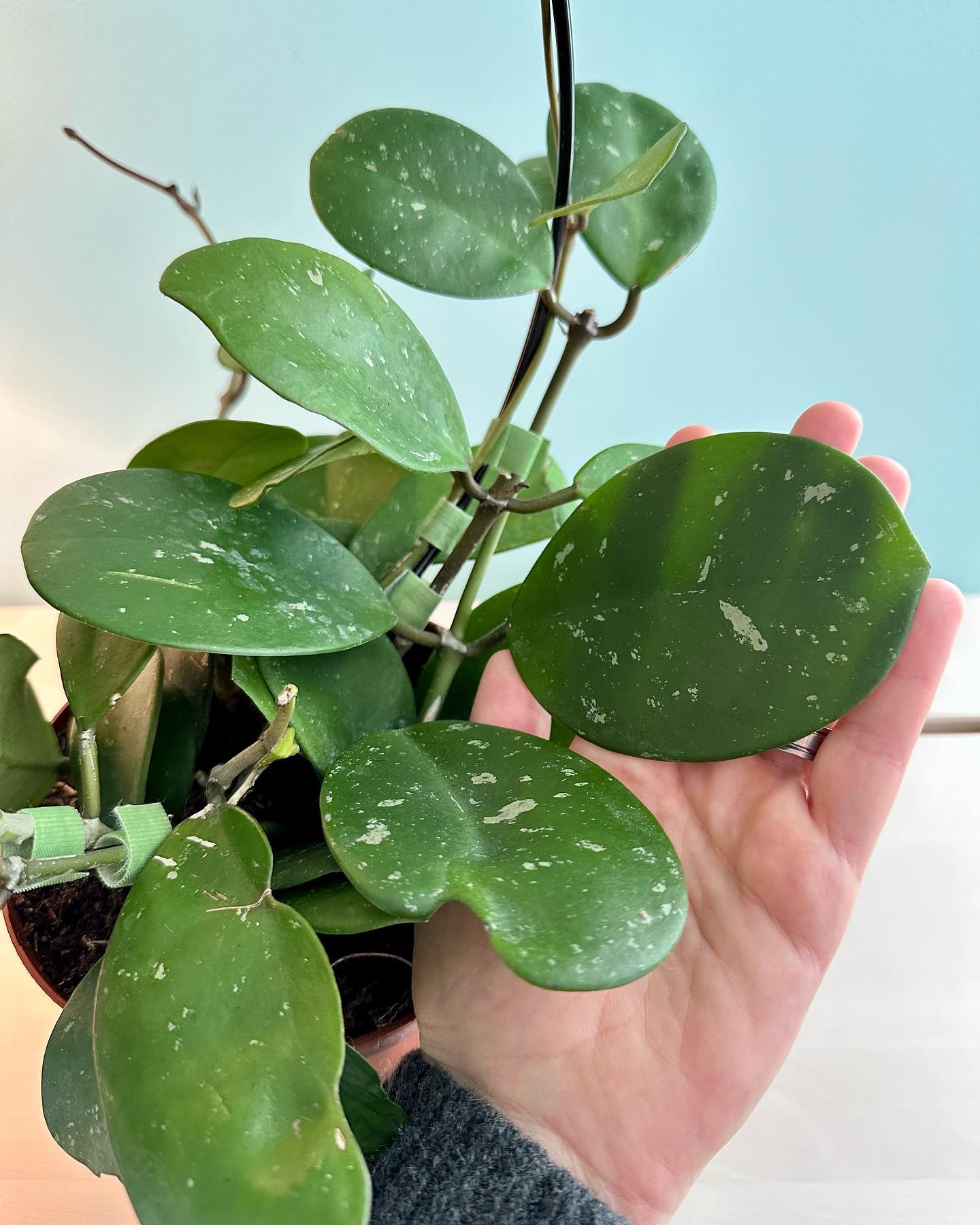 How to Grow Hoya Obovata Indoors | Plantcarefully