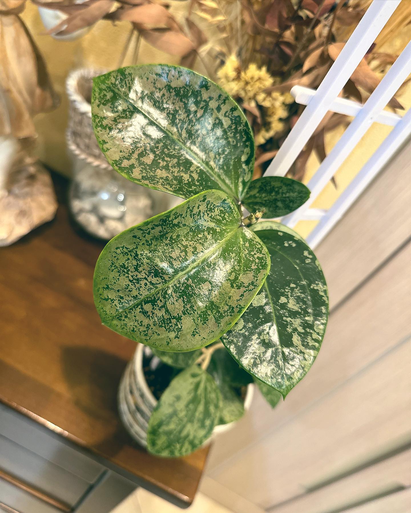 How to Grow Hoya Obovata Indoors | Plantcarefully