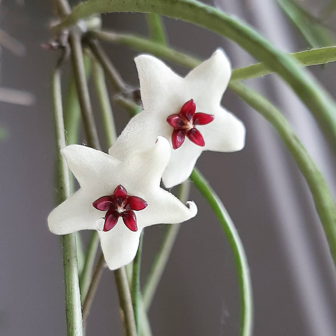 Hoya Retusa Care and Growing Guide | Plantcarefully