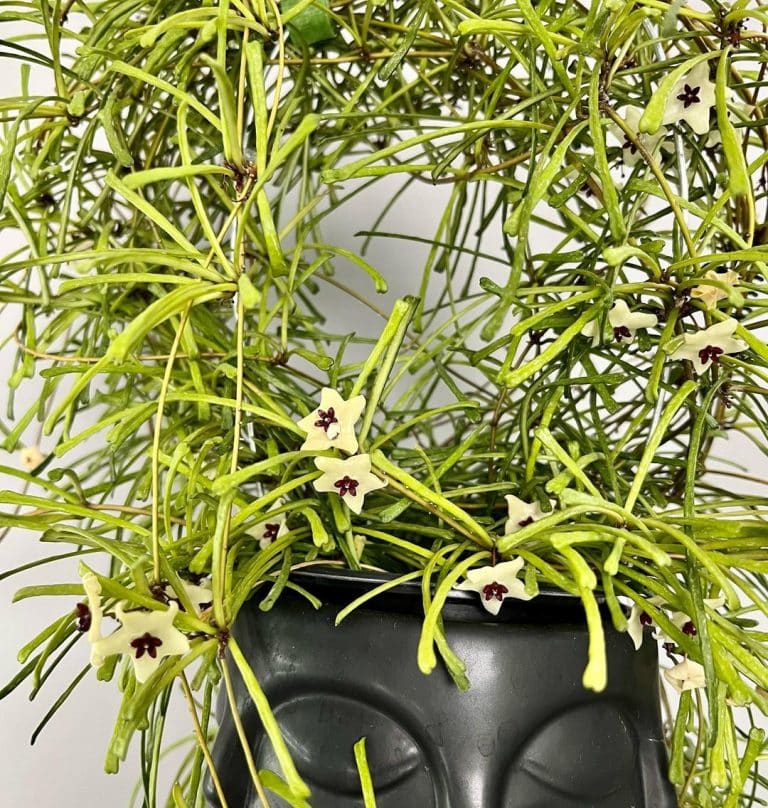 Hoya Retusa Care and Growing Guide | Plantcarefully