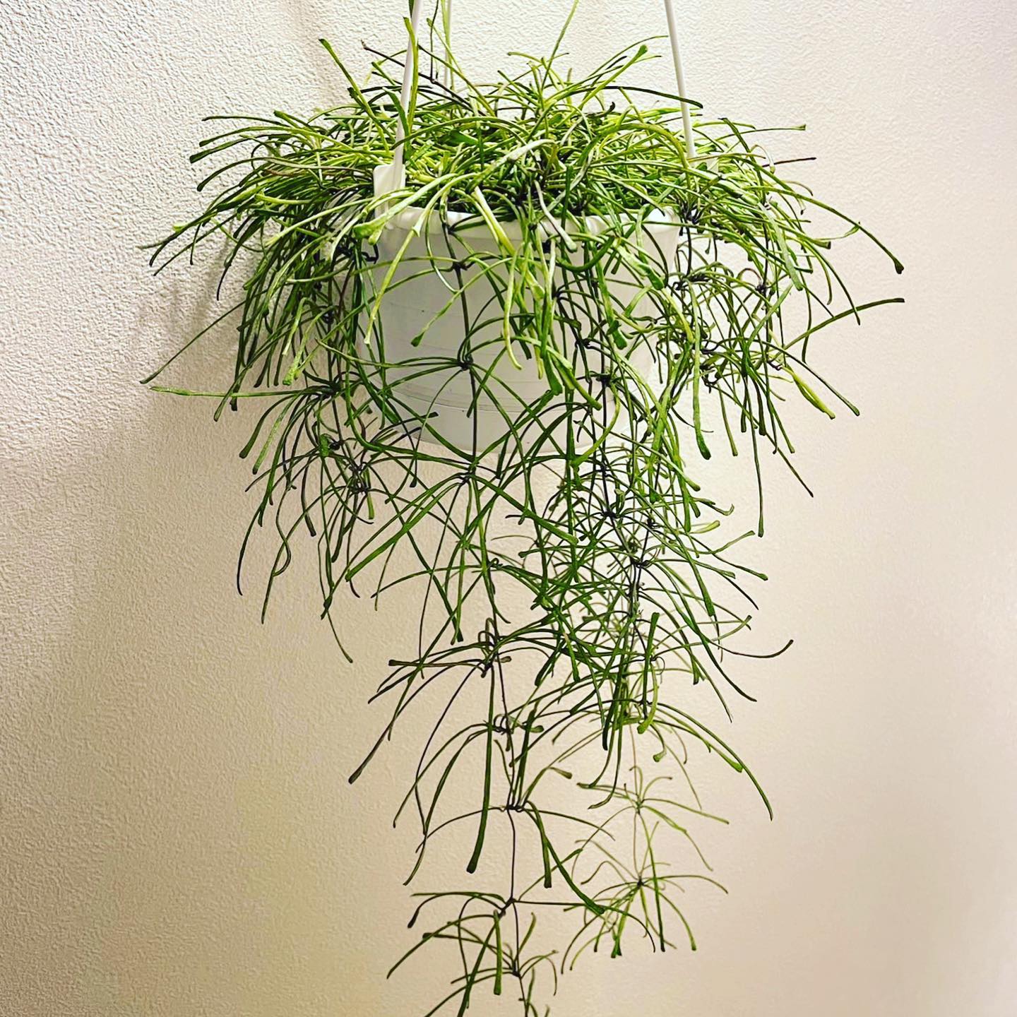 Hoya Retusa Care and Growing Guide | Plantcarefully