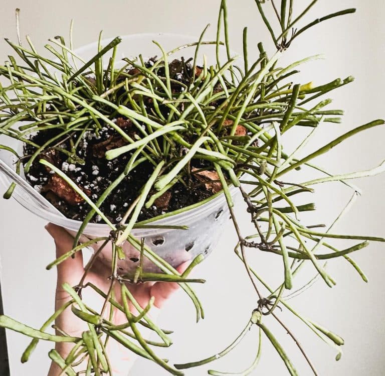 Hoya Retusa Care and Growing Guide | Plantcarefully