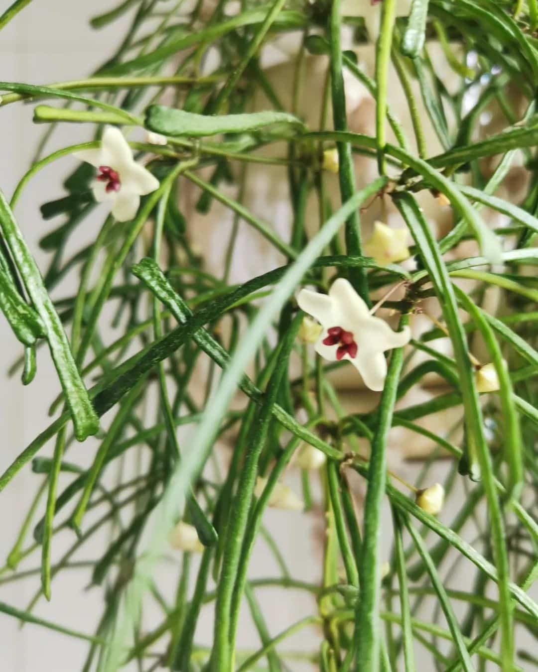 Hoya Retusa Care and Growing Guide | Plantcarefully