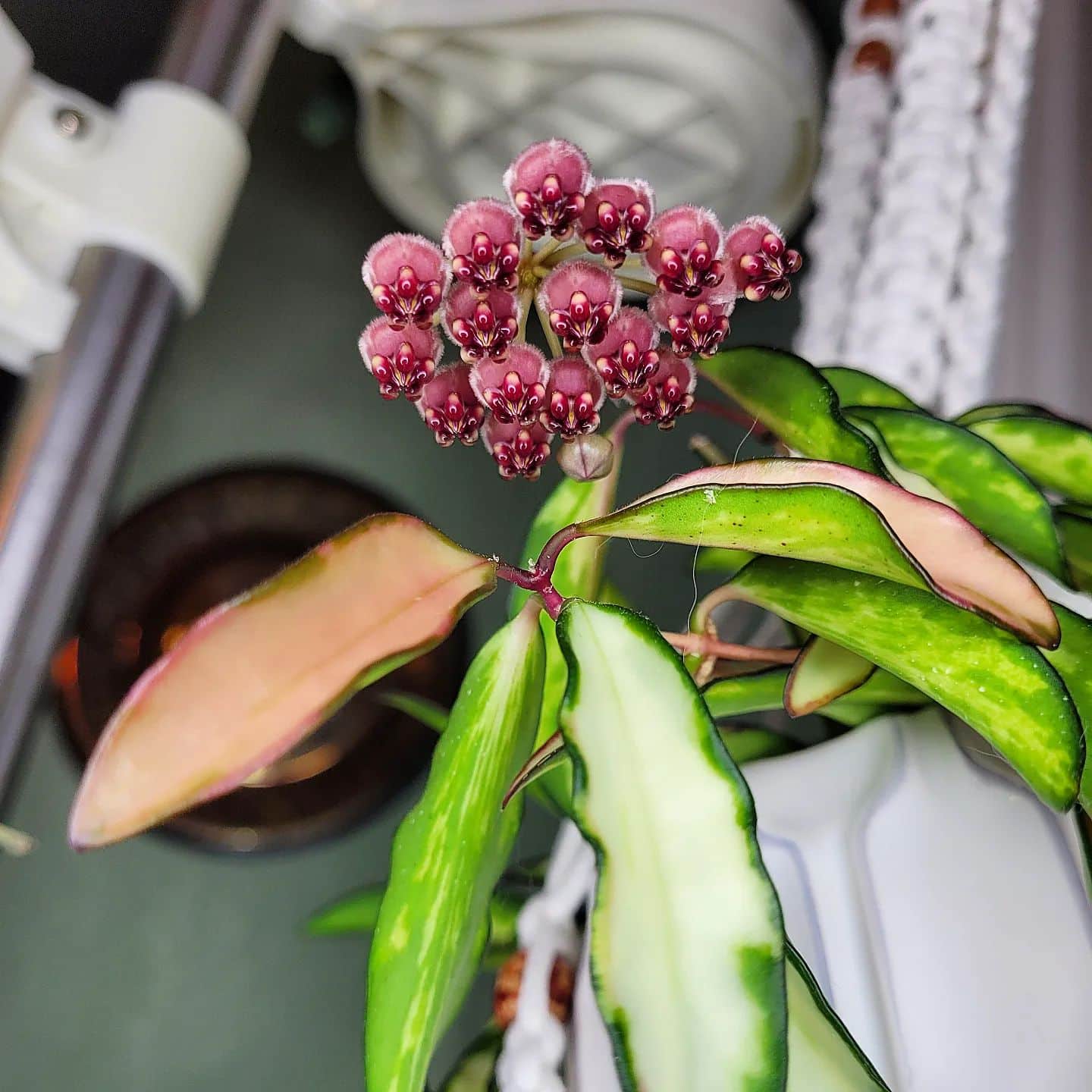 Hoya Wayetii Care and Growing Tips | Plantcarefully