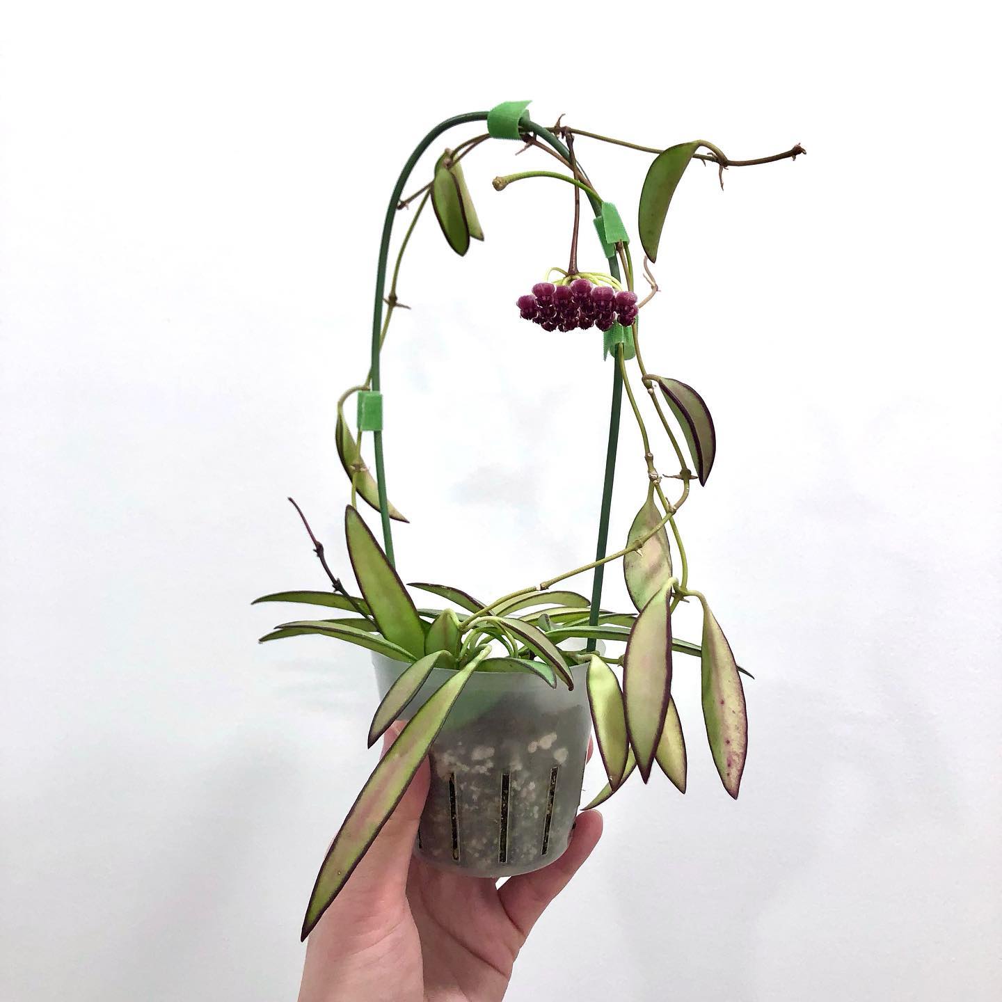 Hoya Wayetii Care and Growing Tips | Plantcarefully