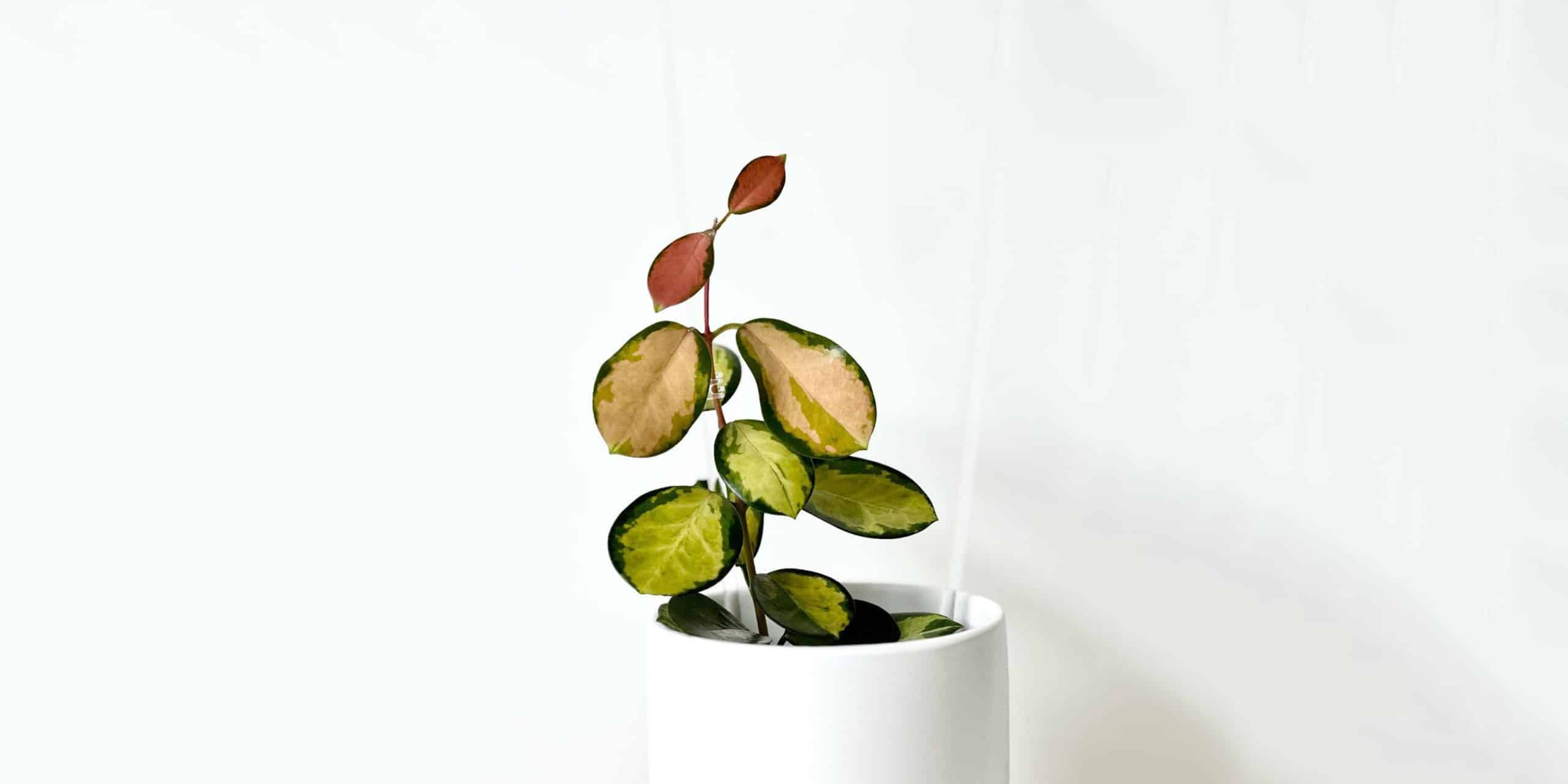 Hoya Australis: Care and Growing Tips! | Plantcarefully