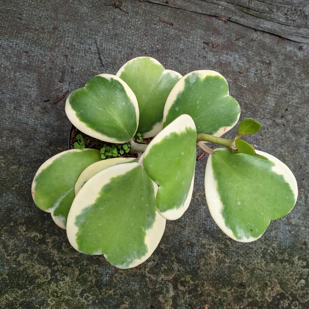 Hoya Kerrii: Caring for a Sweetheart Plant | Plantcarefully