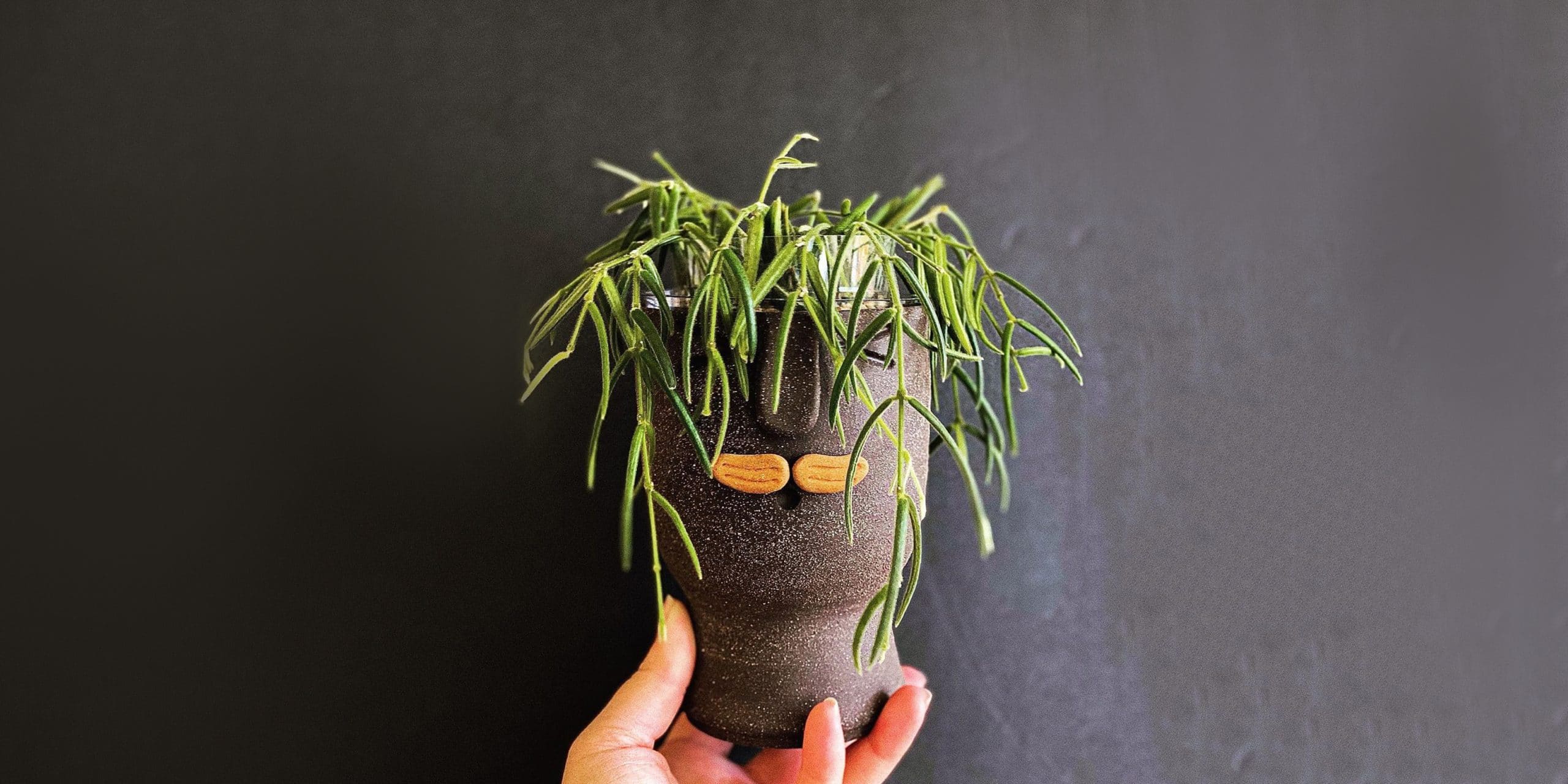 Hoya Linearis Care and Growing Guide | Plantcarefully