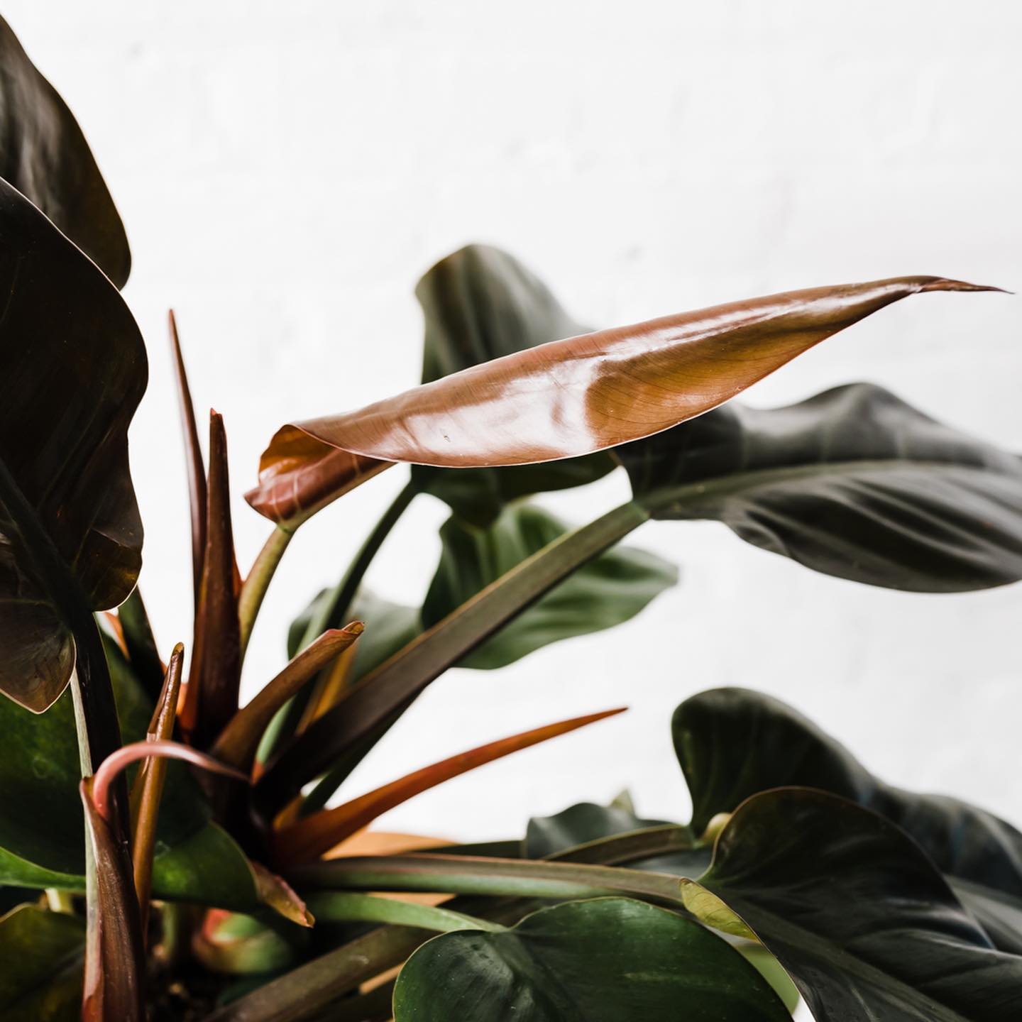 Imperial Red Philodendron Care and Growing Guide | Plantcarefully