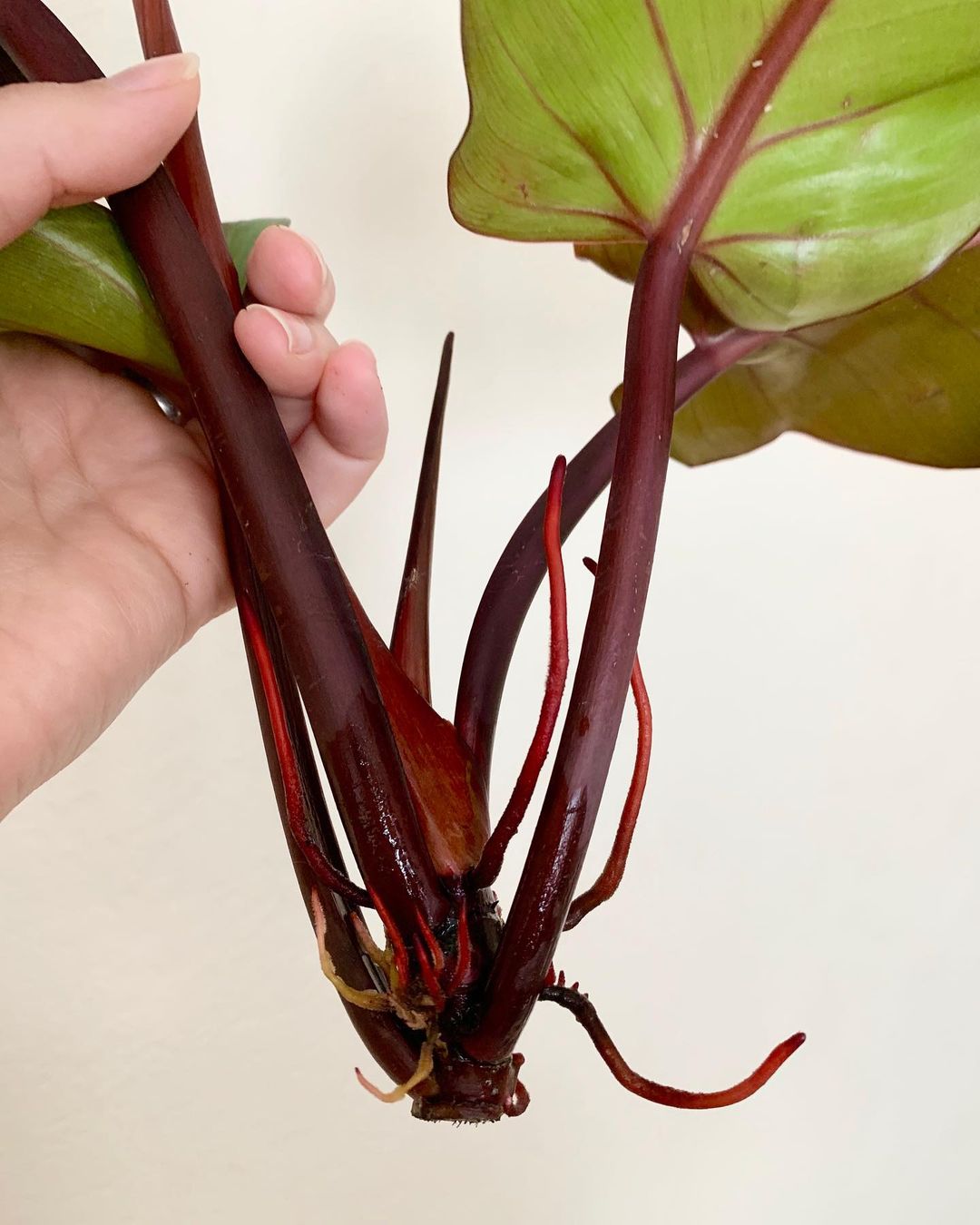 Imperial Red Philodendron Care and Growing Guide | Plantcarefully