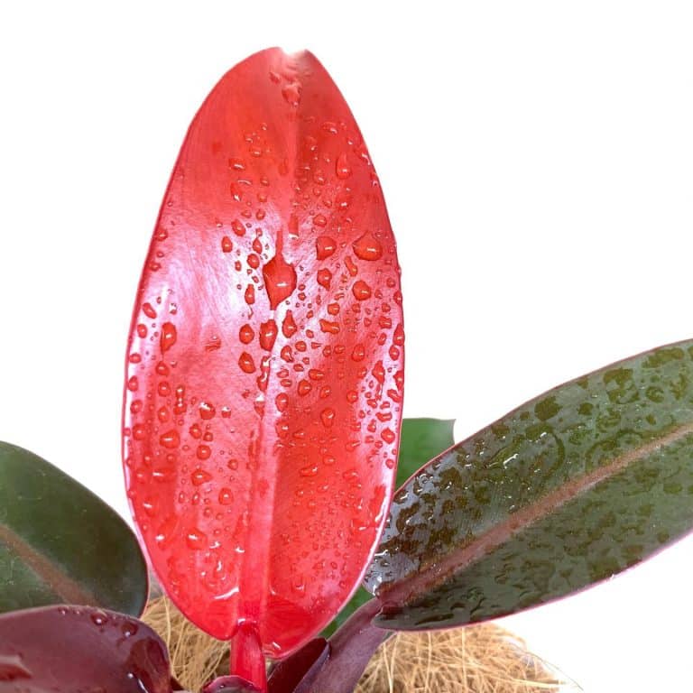Imperial Red Philodendron Care and Growing Guide | Plantcarefully