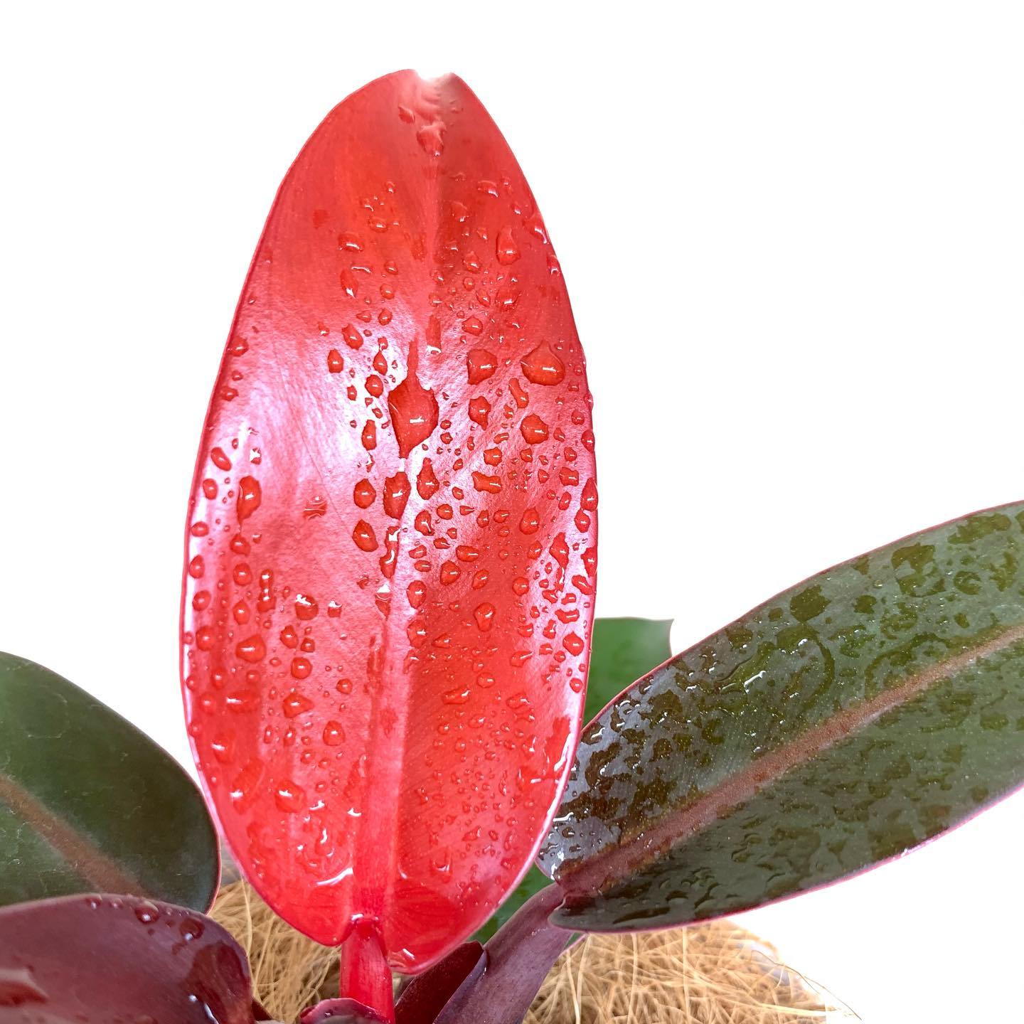 Imperial Red Philodendron Care and Growing Guide | Plantcarefully