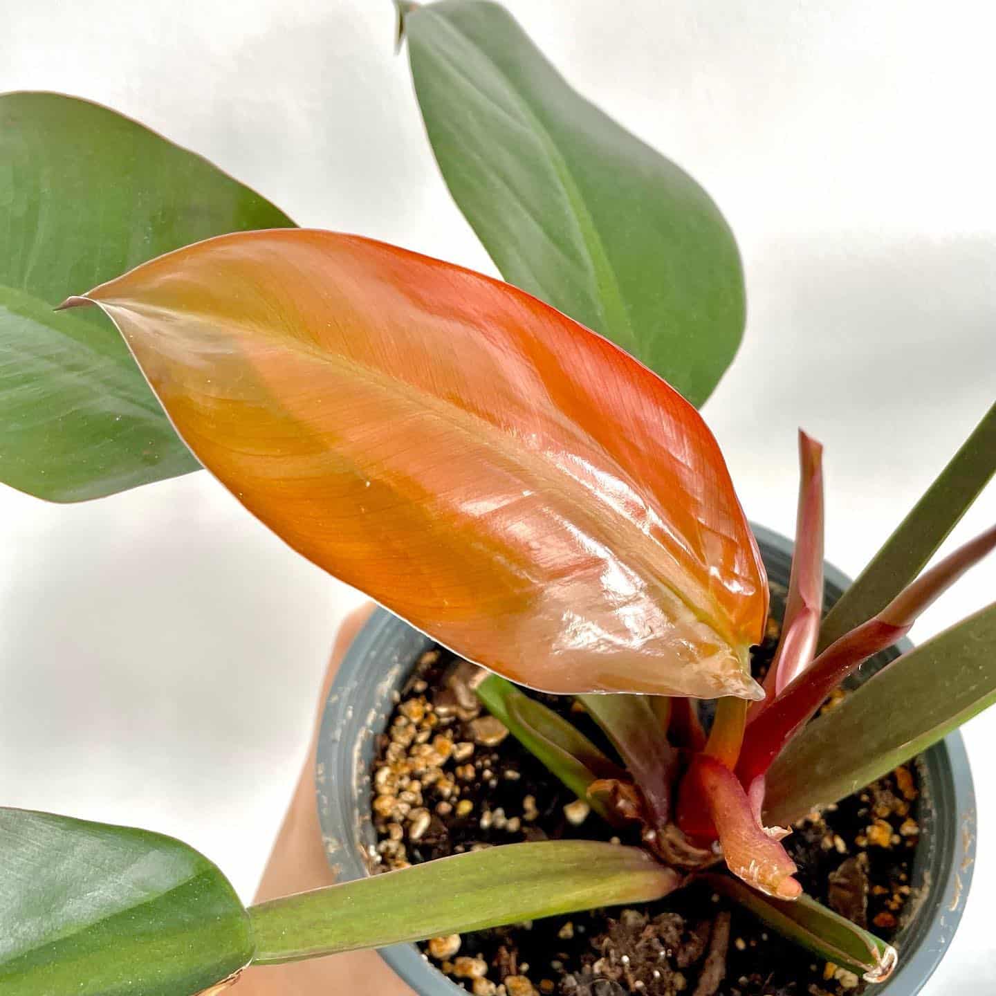 Imperial Red Philodendron Care and Growing Guide | Plantcarefully