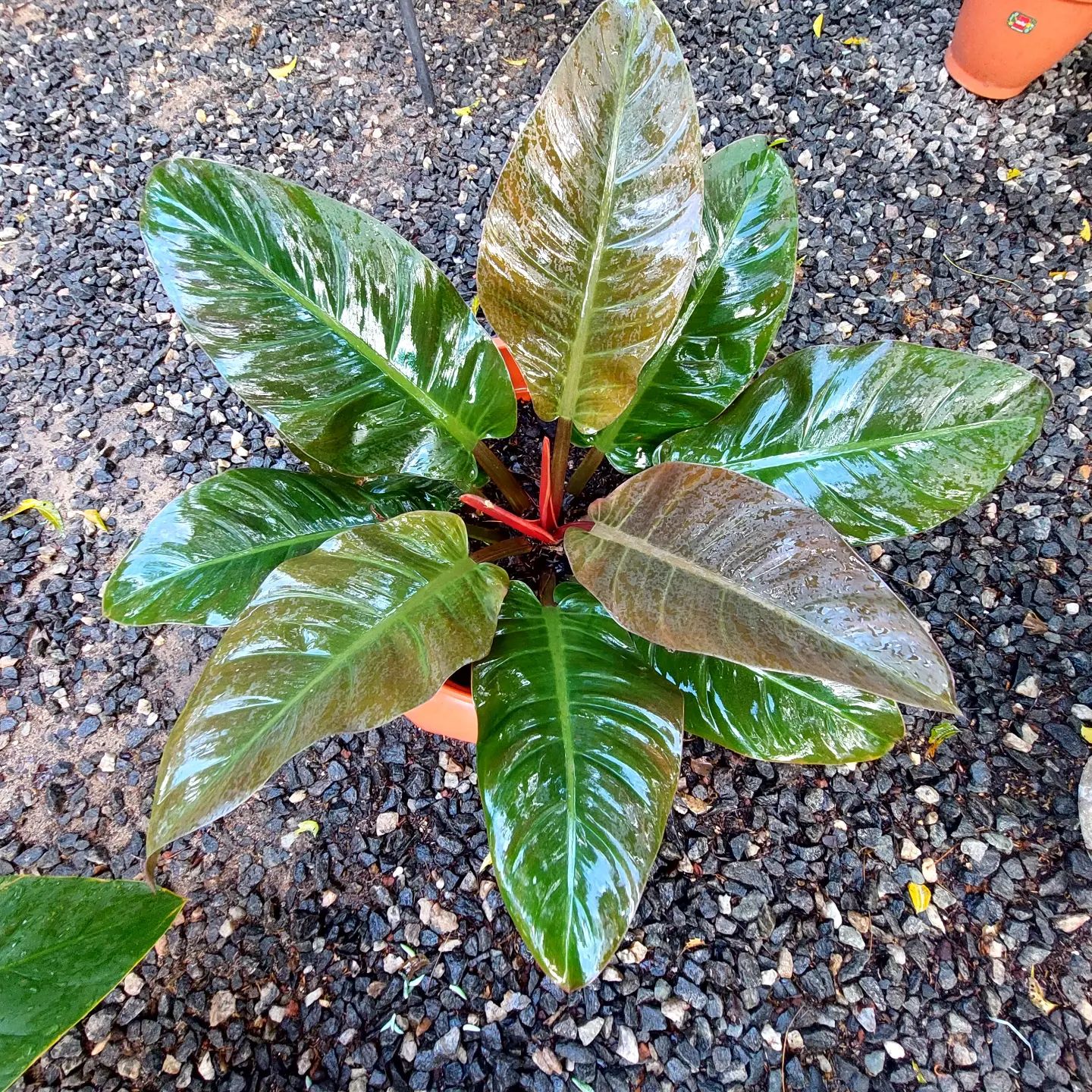 Imperial Red Philodendron Care and Growing Guide | Plantcarefully