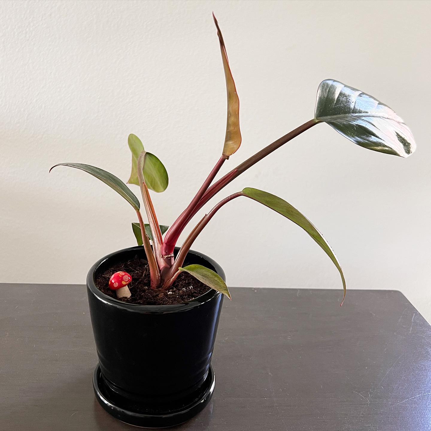 Imperial Red Philodendron Care and Growing Guide | Plantcarefully
