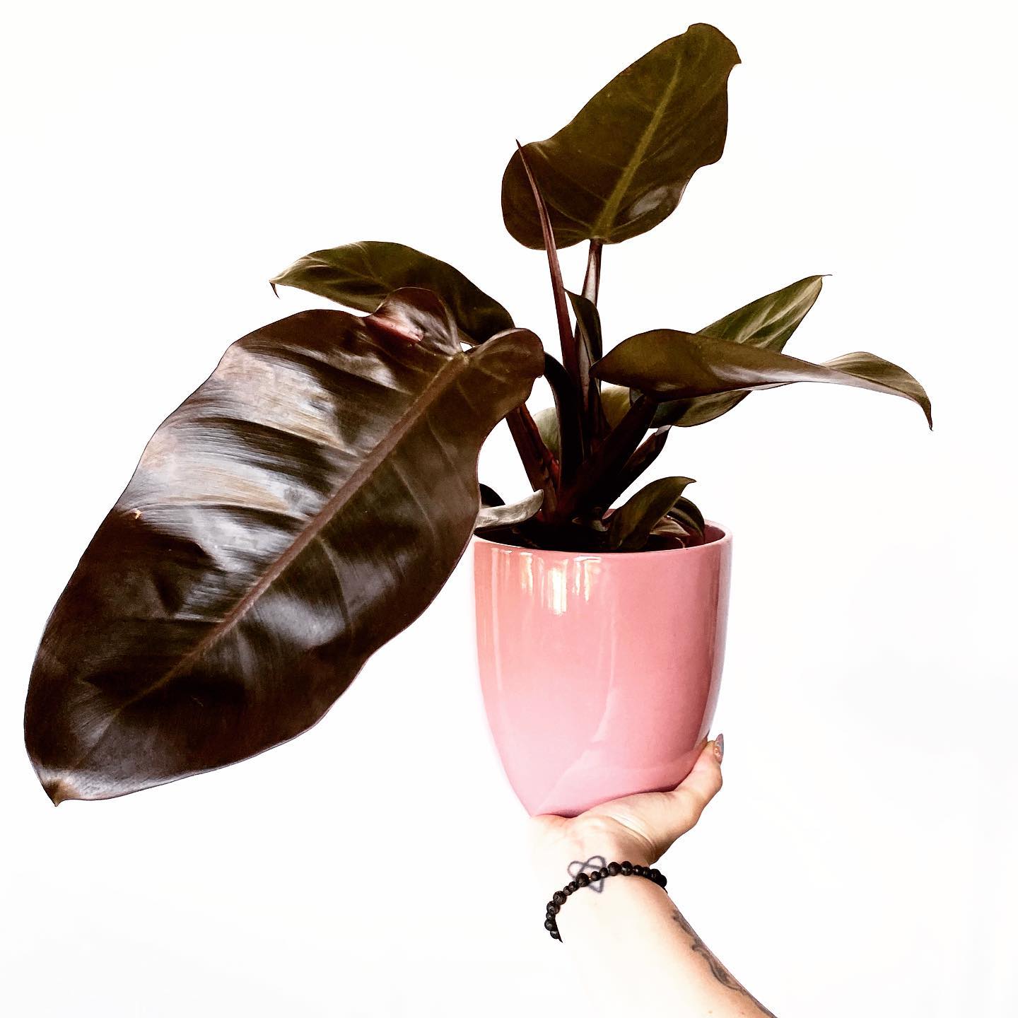 Imperial Red Philodendron Care and Growing Guide | Plantcarefully
