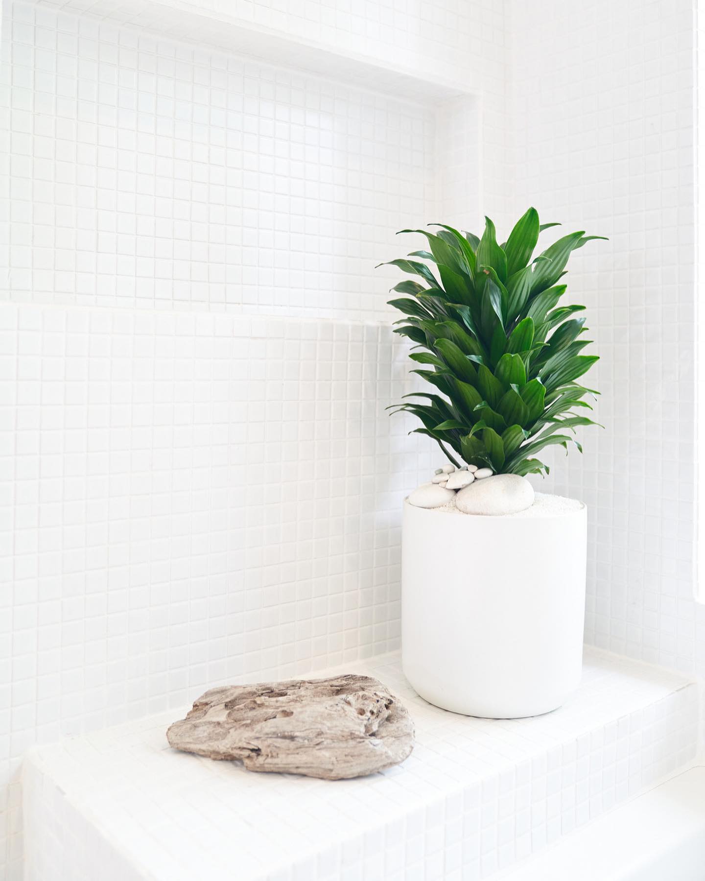 Dracaena Janet Craig: Plant Care & Growing! | Plantcarefully