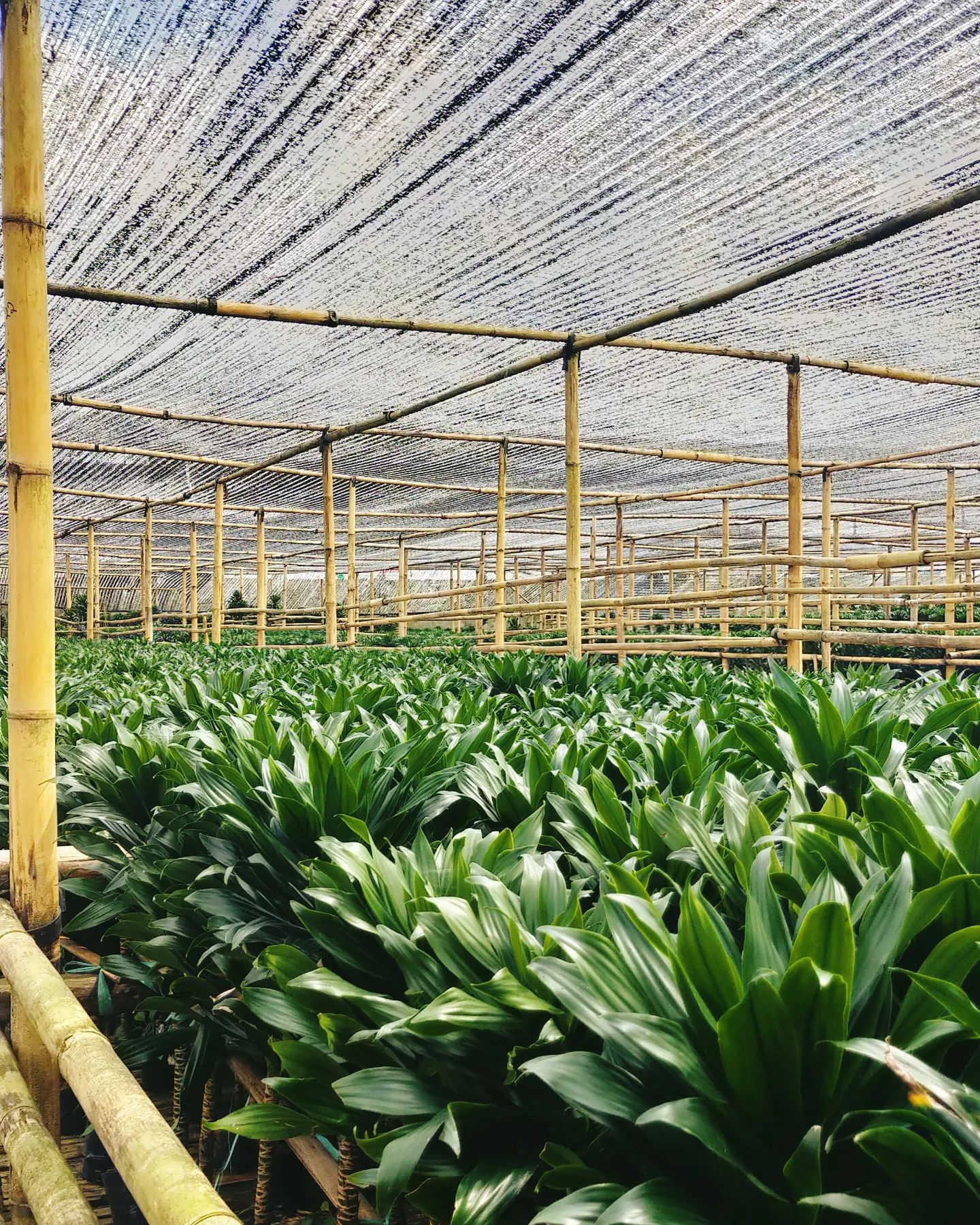 Dracaena Janet Craig: Plant Care & Growing! | Plantcarefully