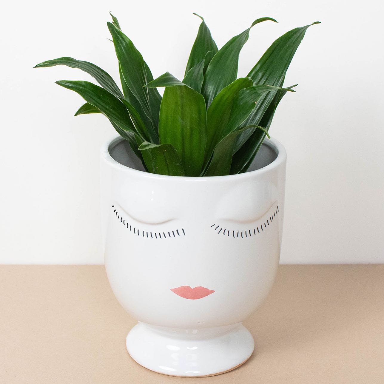 Dracaena Janet Craig: Plant Care & Growing! | Plantcarefully