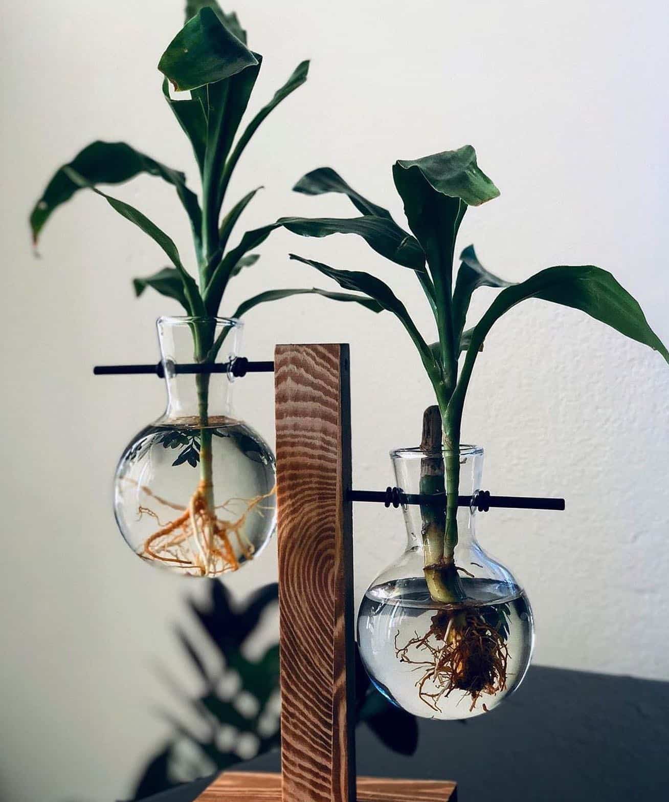 Dracaena Janet Craig: Plant Care & Growing! | Plantcarefully